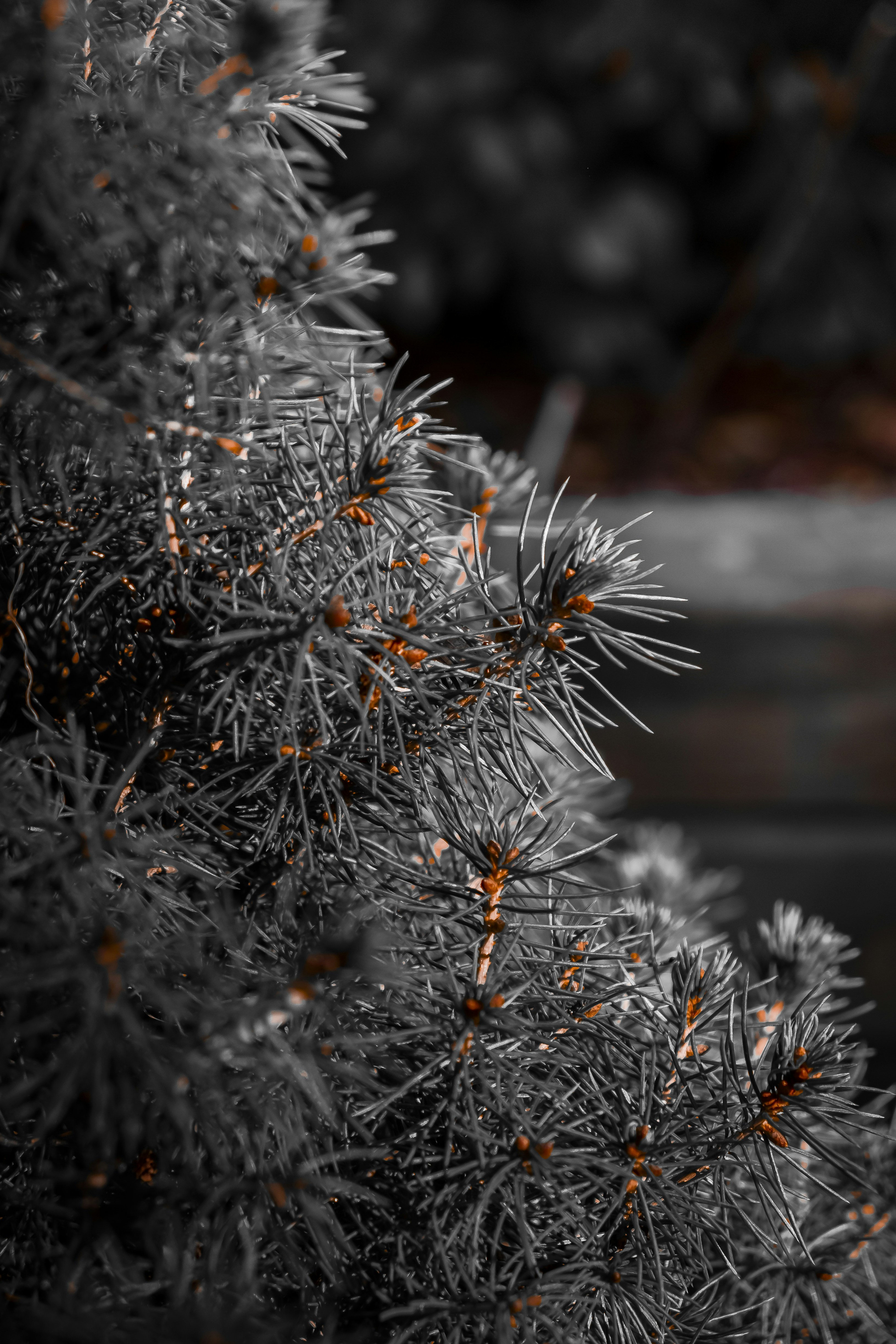 Ember-Tipped Pine: A Close-Up in Monochrome