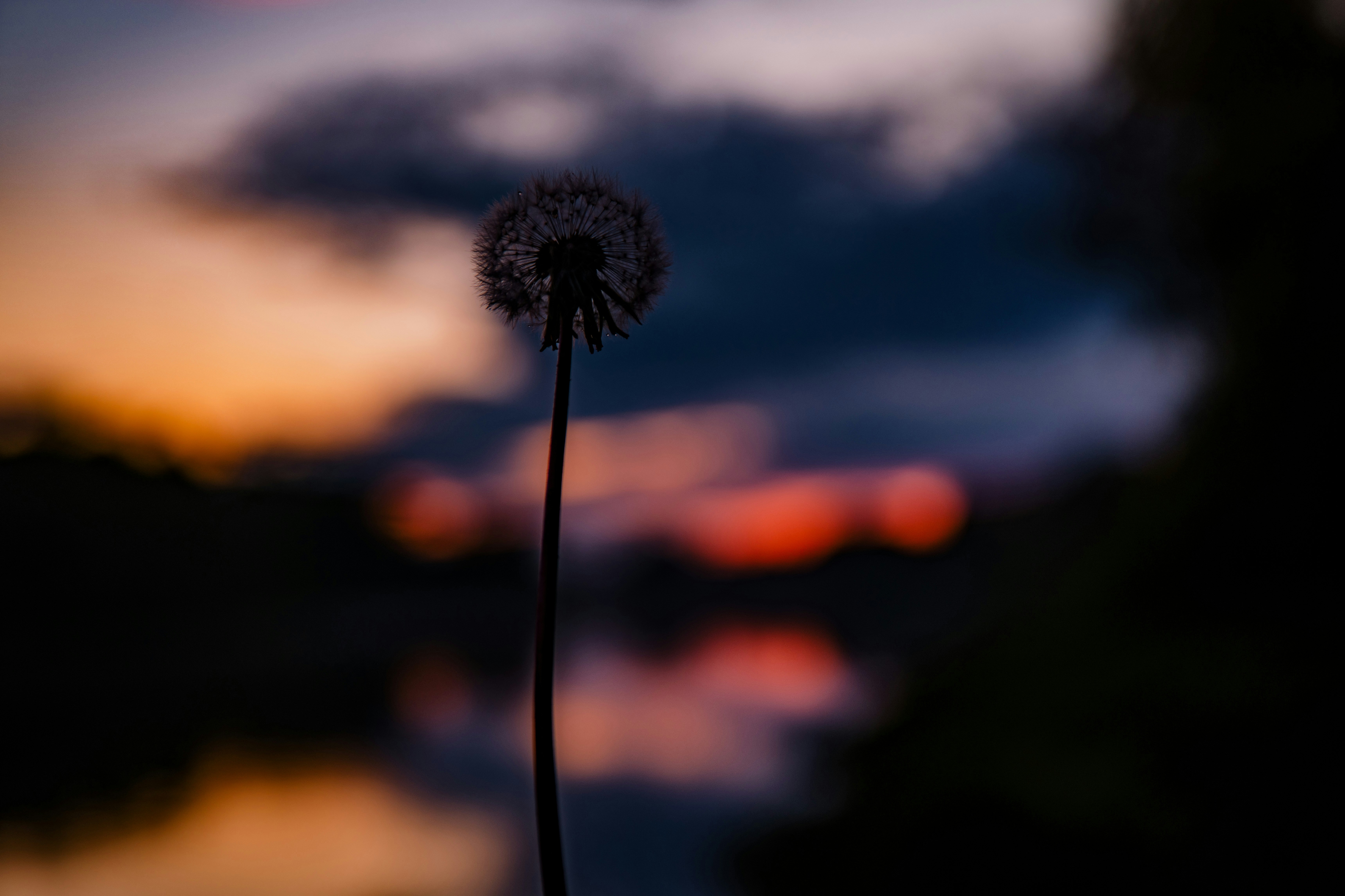 Dandelion Silhouette at Sunset