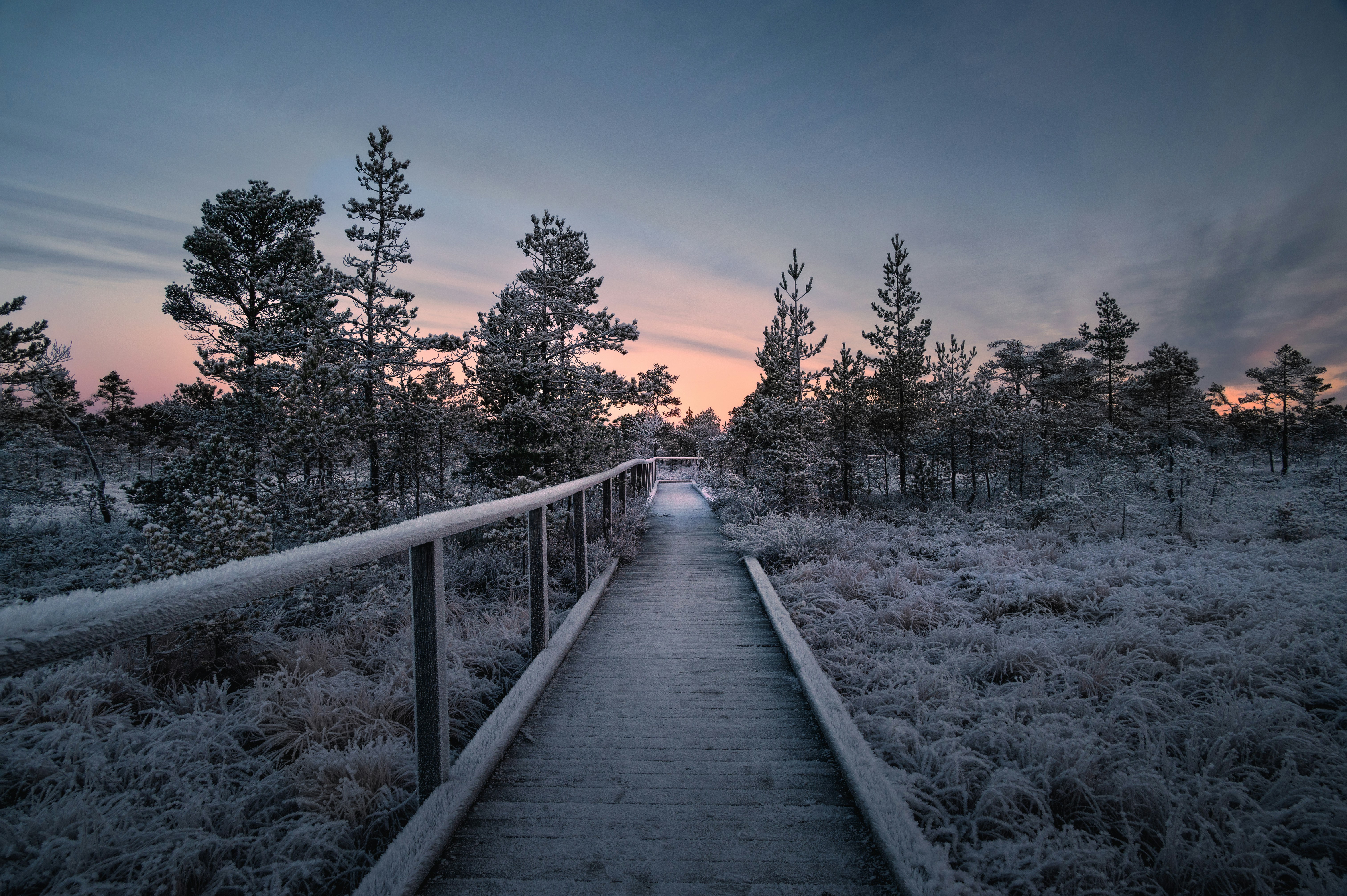 Whispers of Winter: A Frozen Pathway