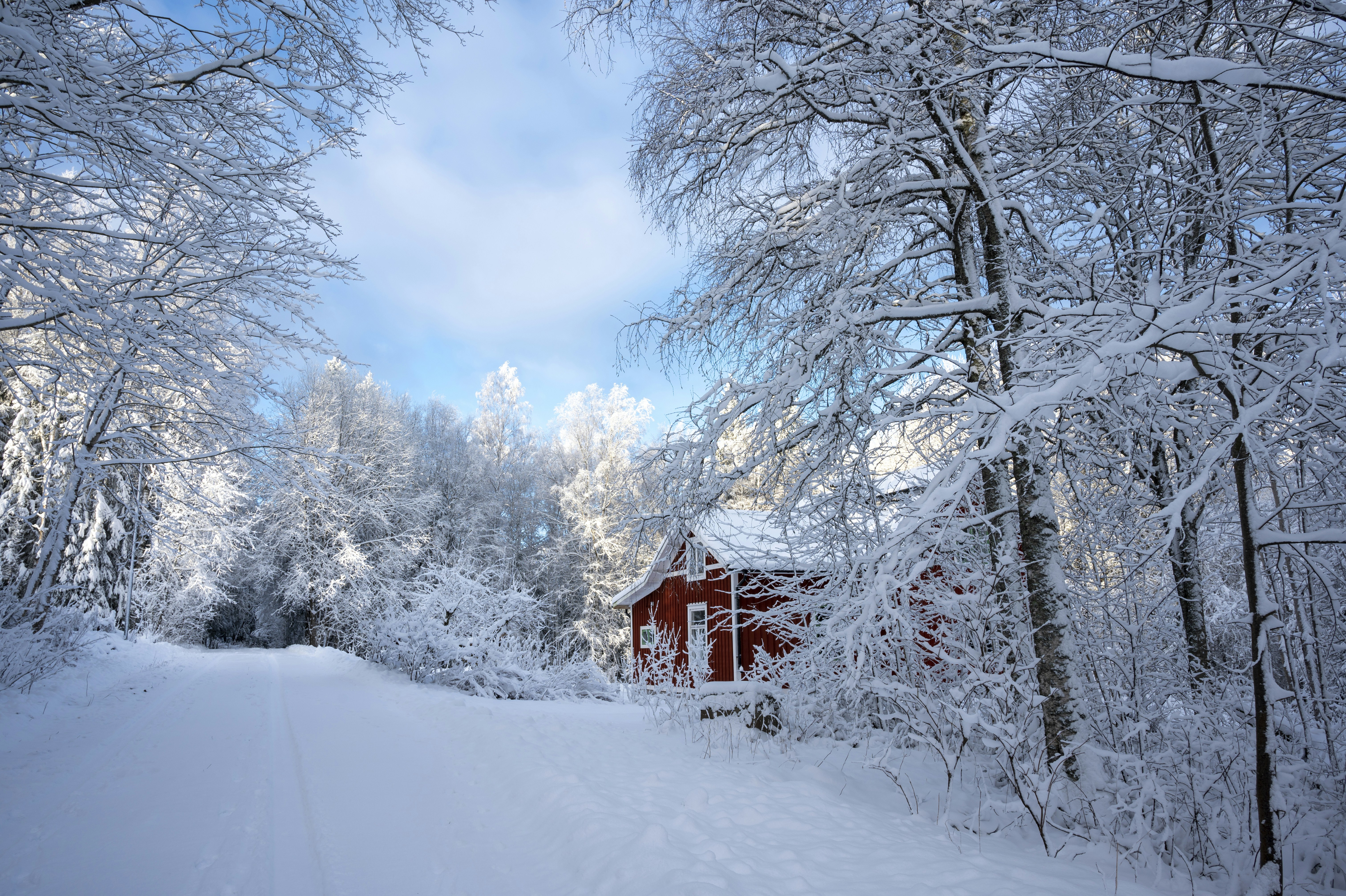 Snowy Swedish Forest