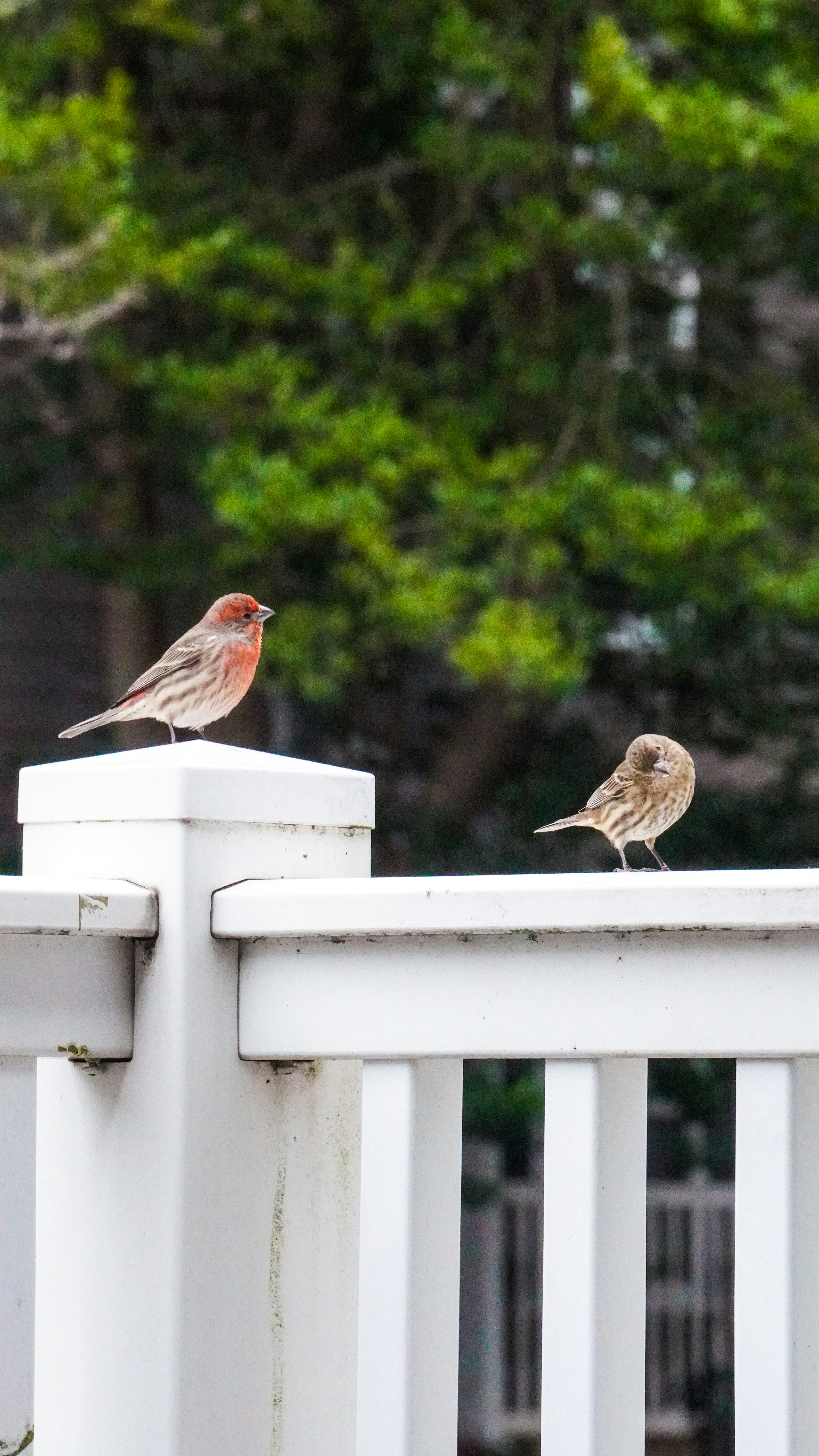 Two Feathery Neighbors on a White Fence