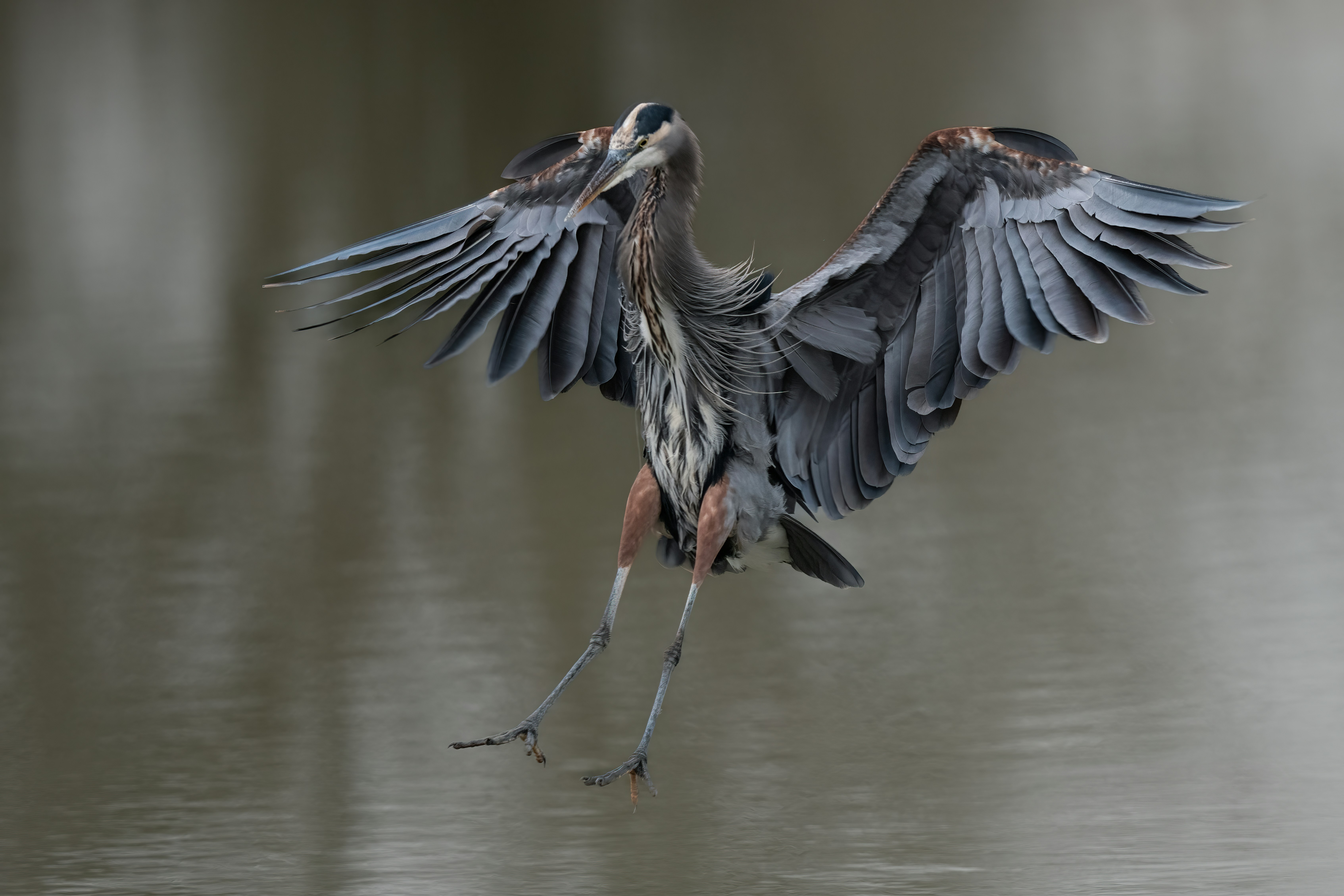 Winged Landing Over Quiet Water: A Heron in Full Spread