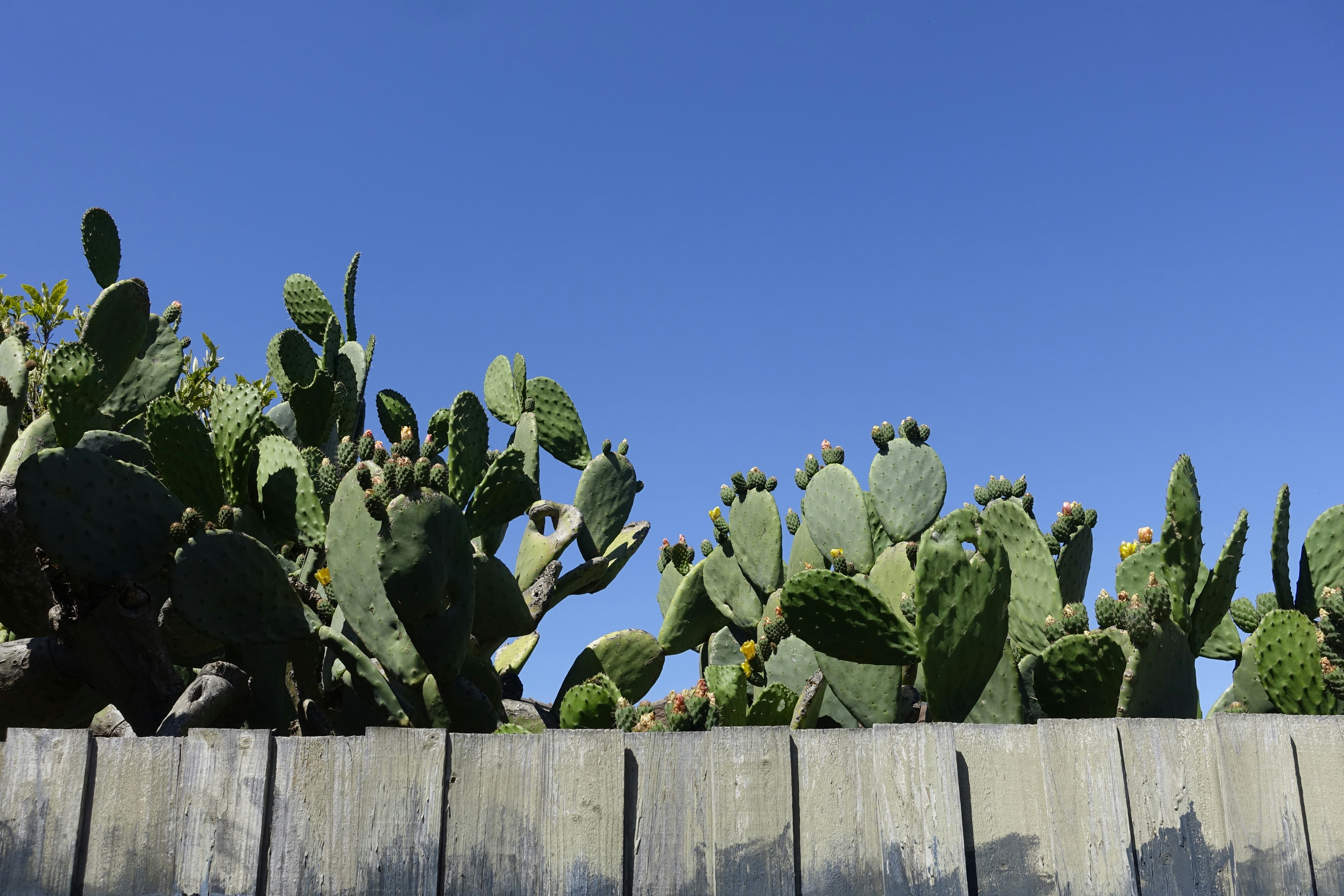 Photo by Max Smith with Sony RX100 III