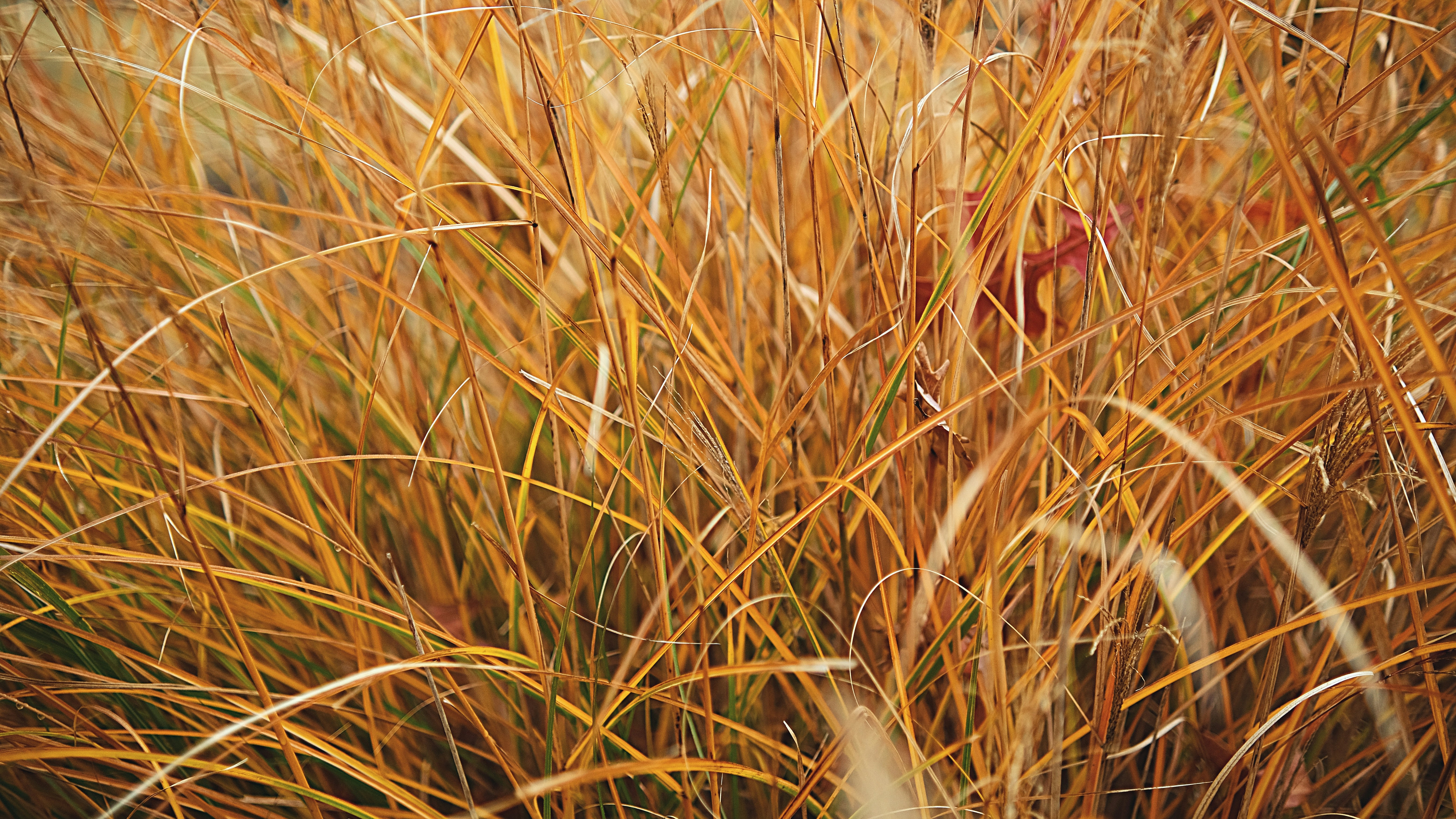 A close up of a bunch of tall grass photo – Free Charlotte Image on ...