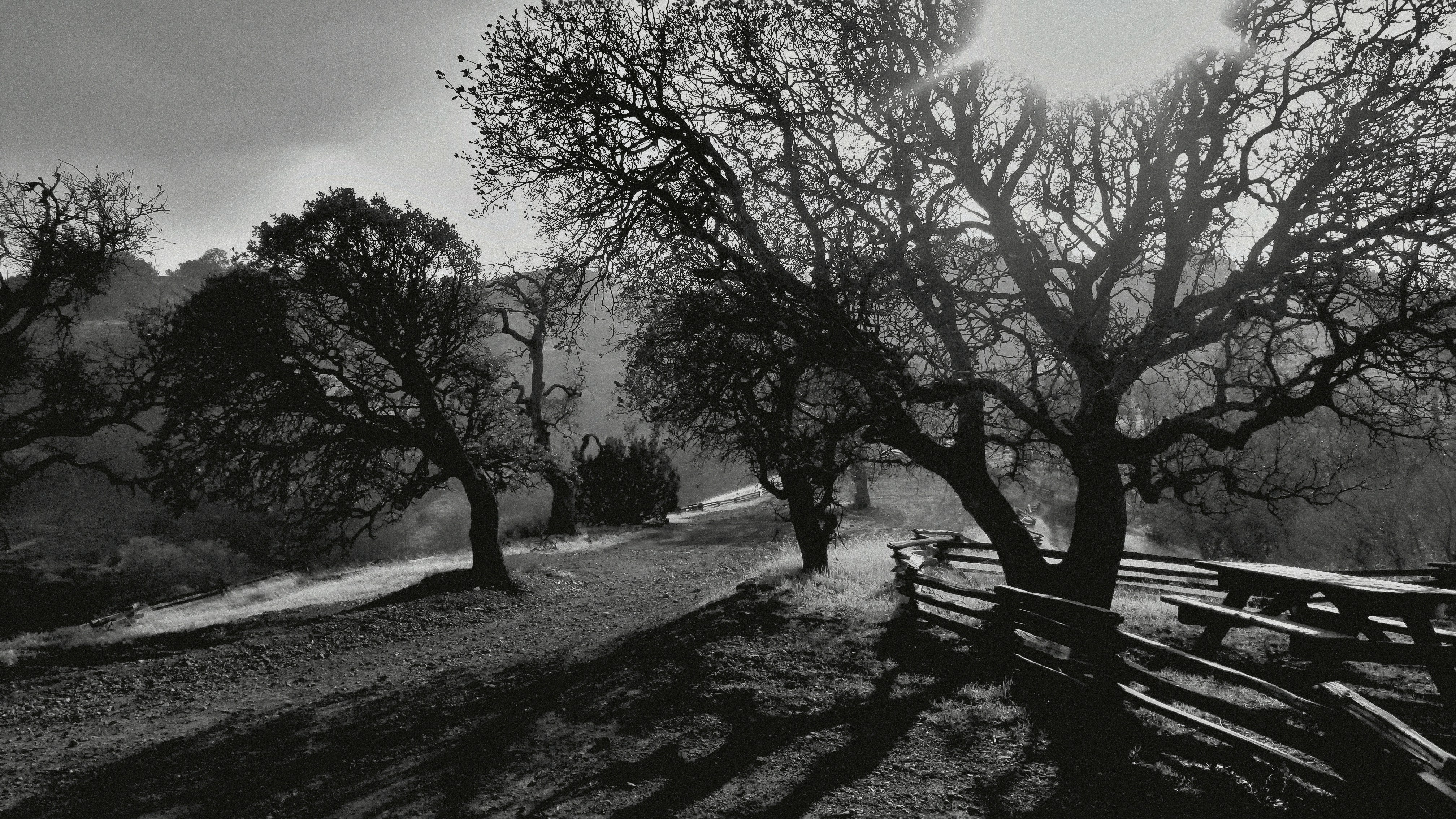 Gnarled Oaks and Benched Horizon: A Monochrome Hillside Portrait