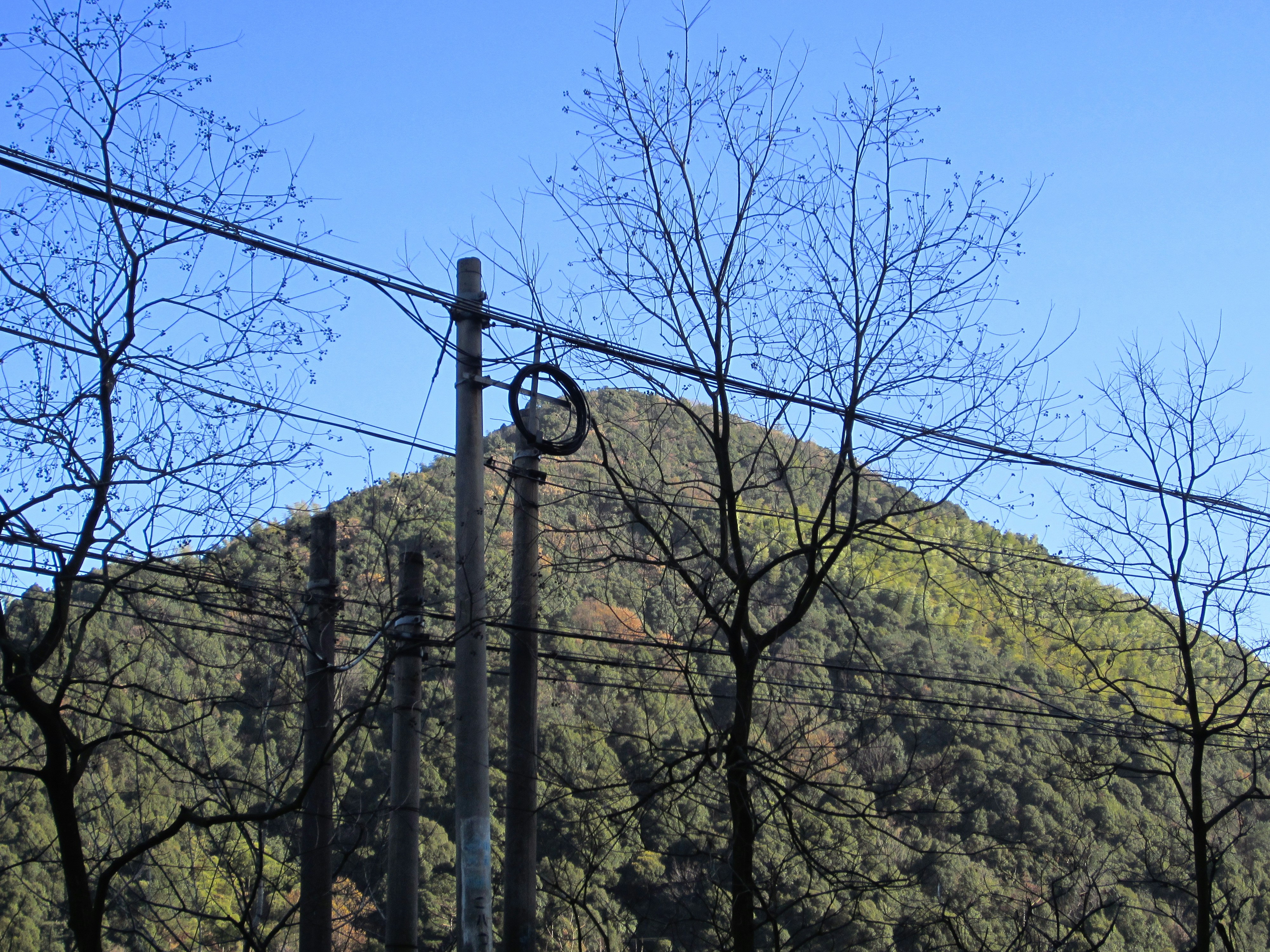 Bare trees frame a distant, lush green hill under a clear blue sky, with power lines intersecting the scene.