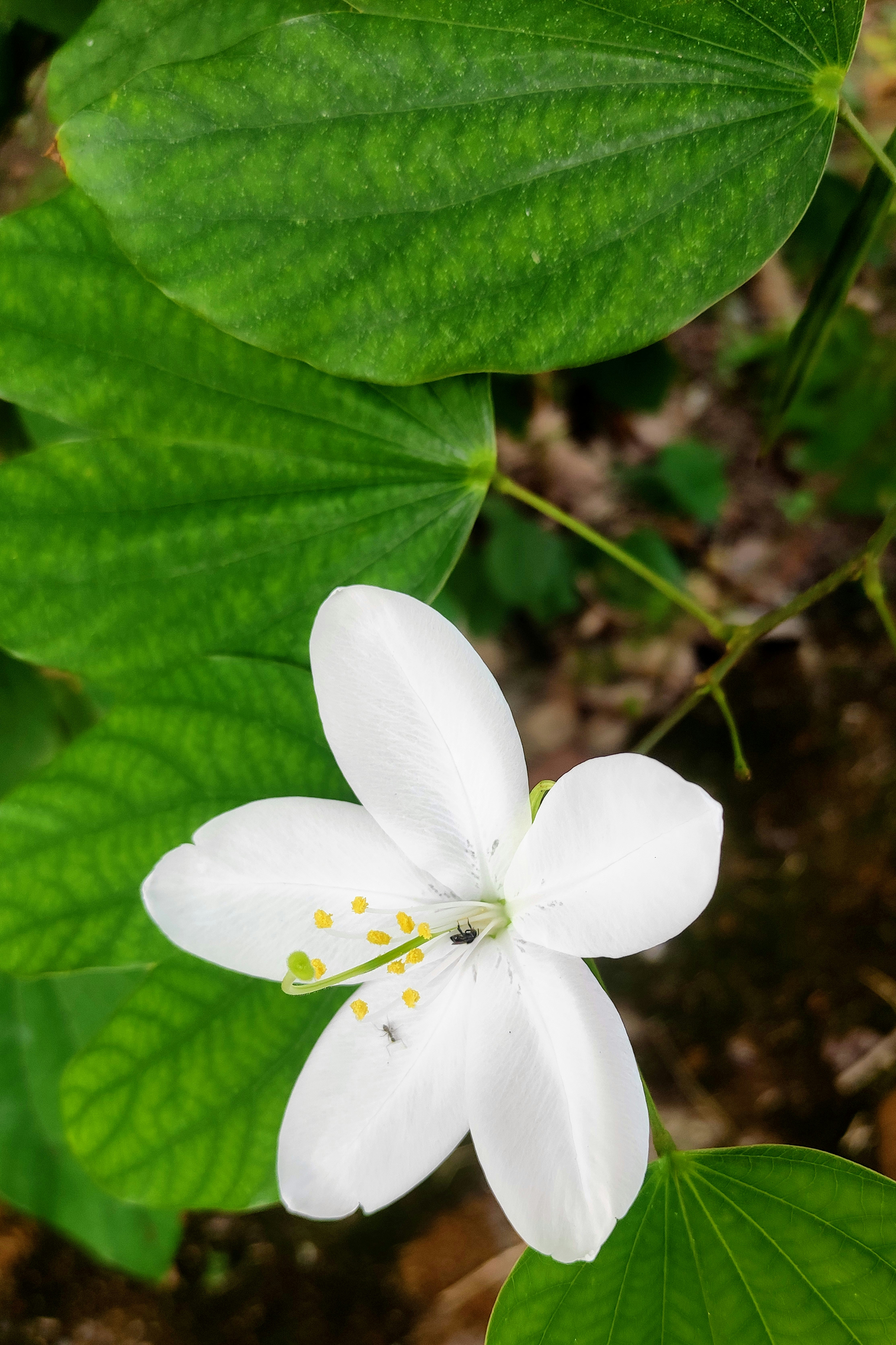 Close-up photograph of a white five-petal flower set against vivid green leaves.
