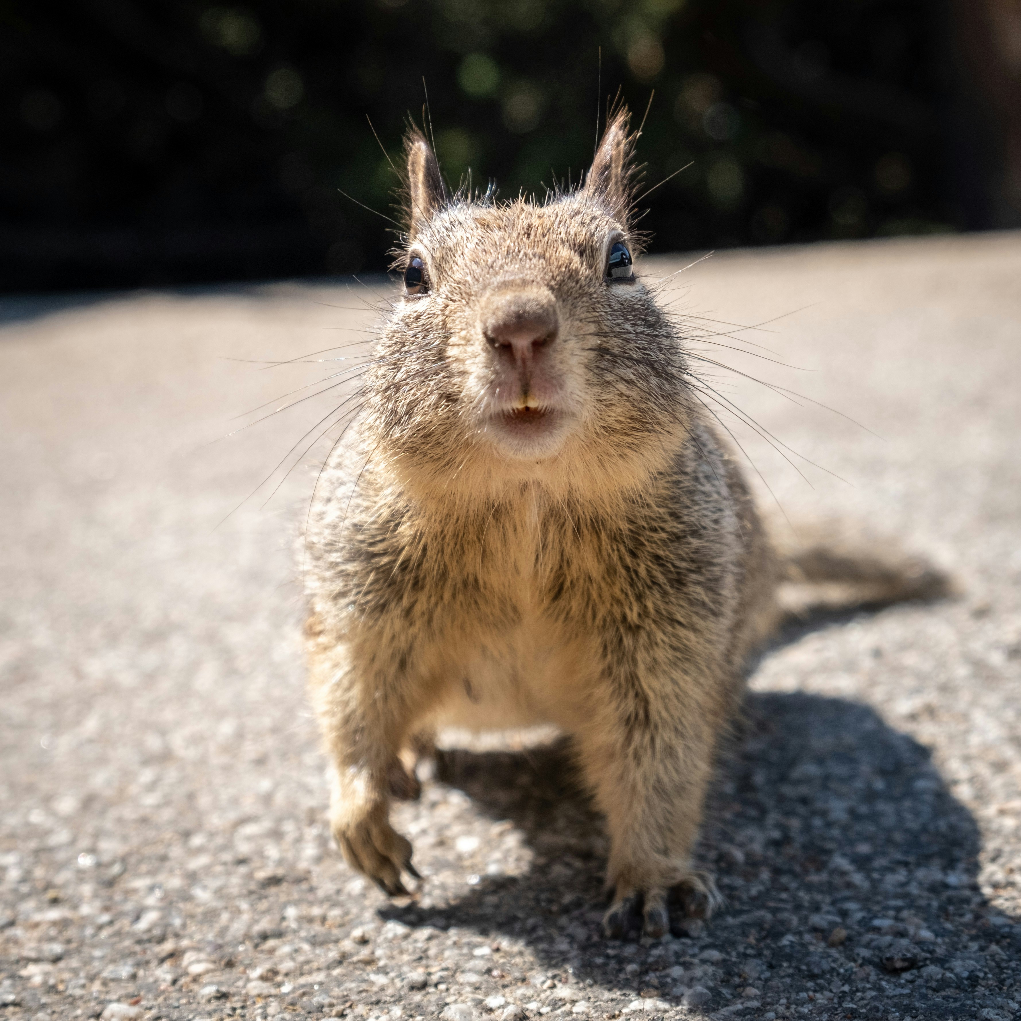 Close-Range Inquiry: A Squirrel Stares Down on Sun-Warmed Gravel