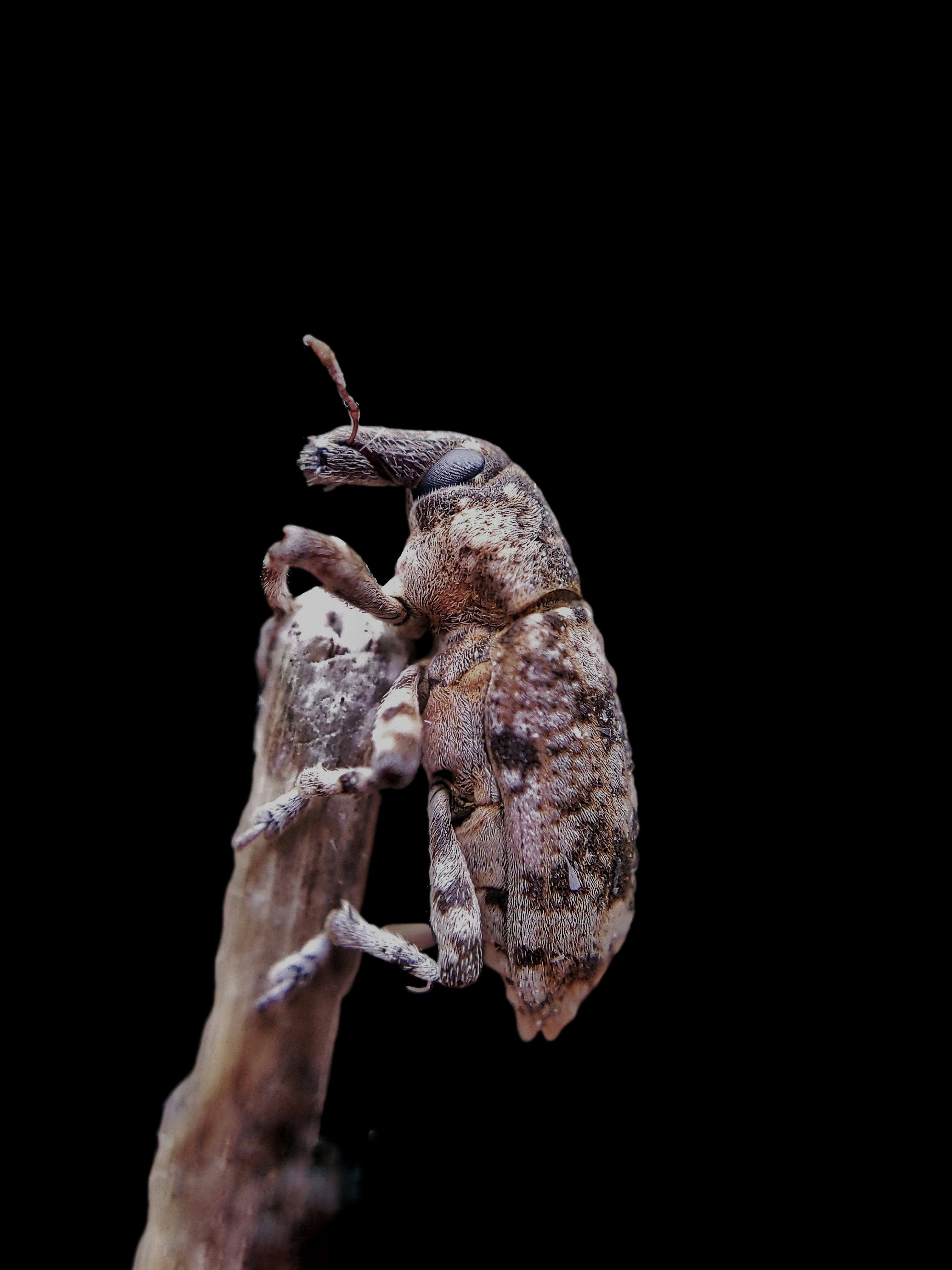 a close up of a bug on a tree branch