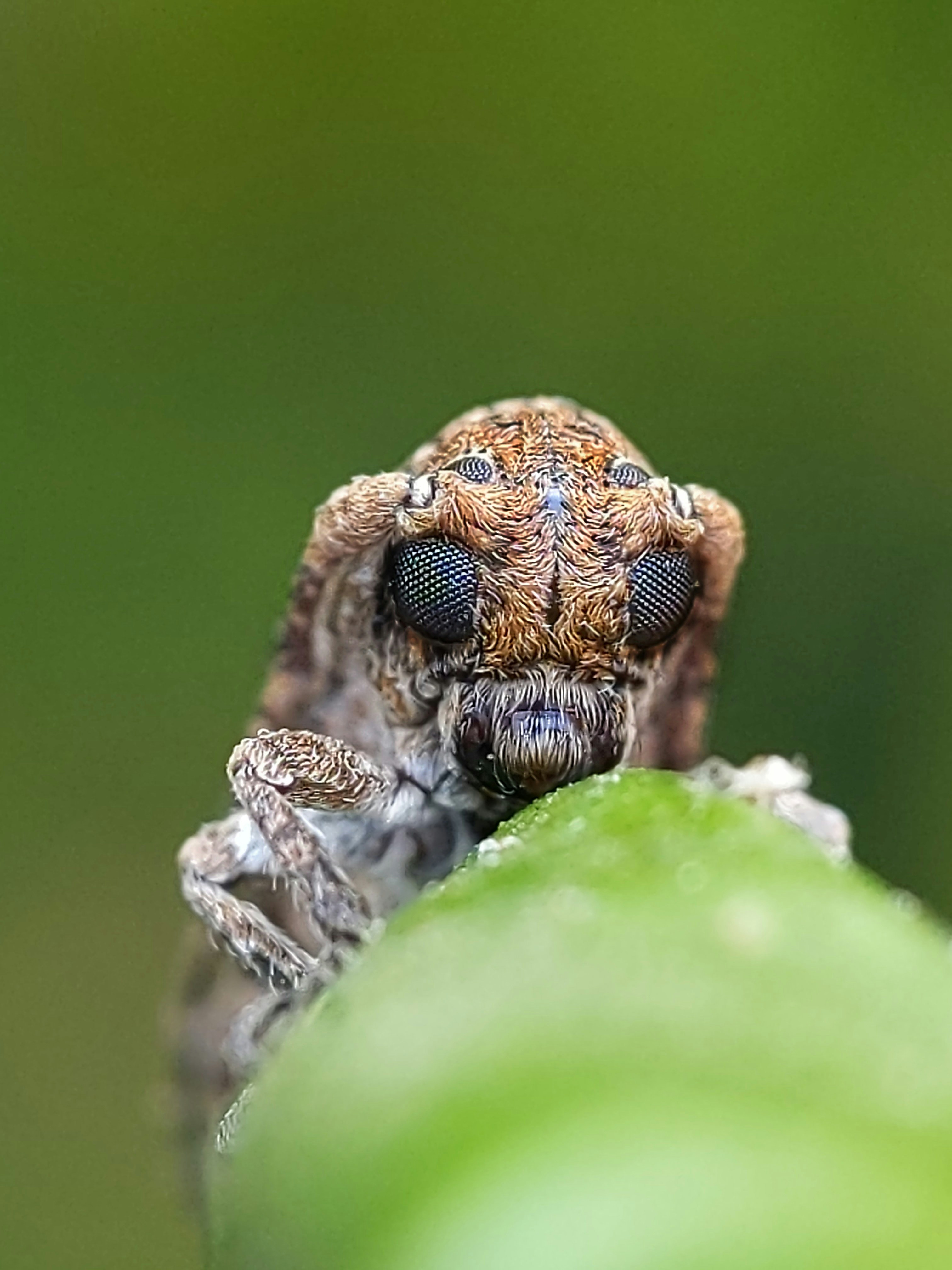 Front-Row Macro: A Moth's Faceted Gaze on a Leaf