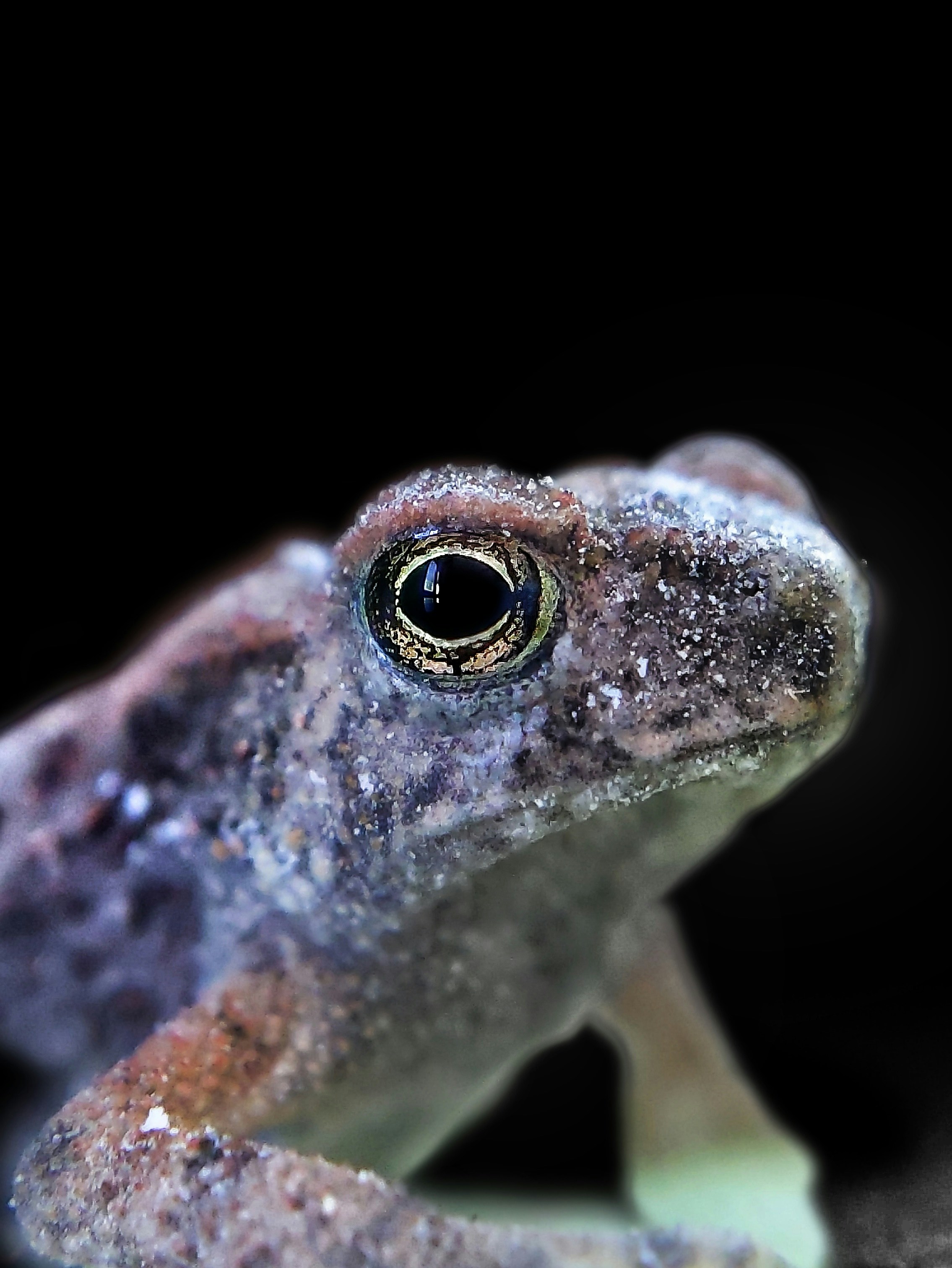 Rainettes Photos | Télécharger des images gratuites sur Unsplash