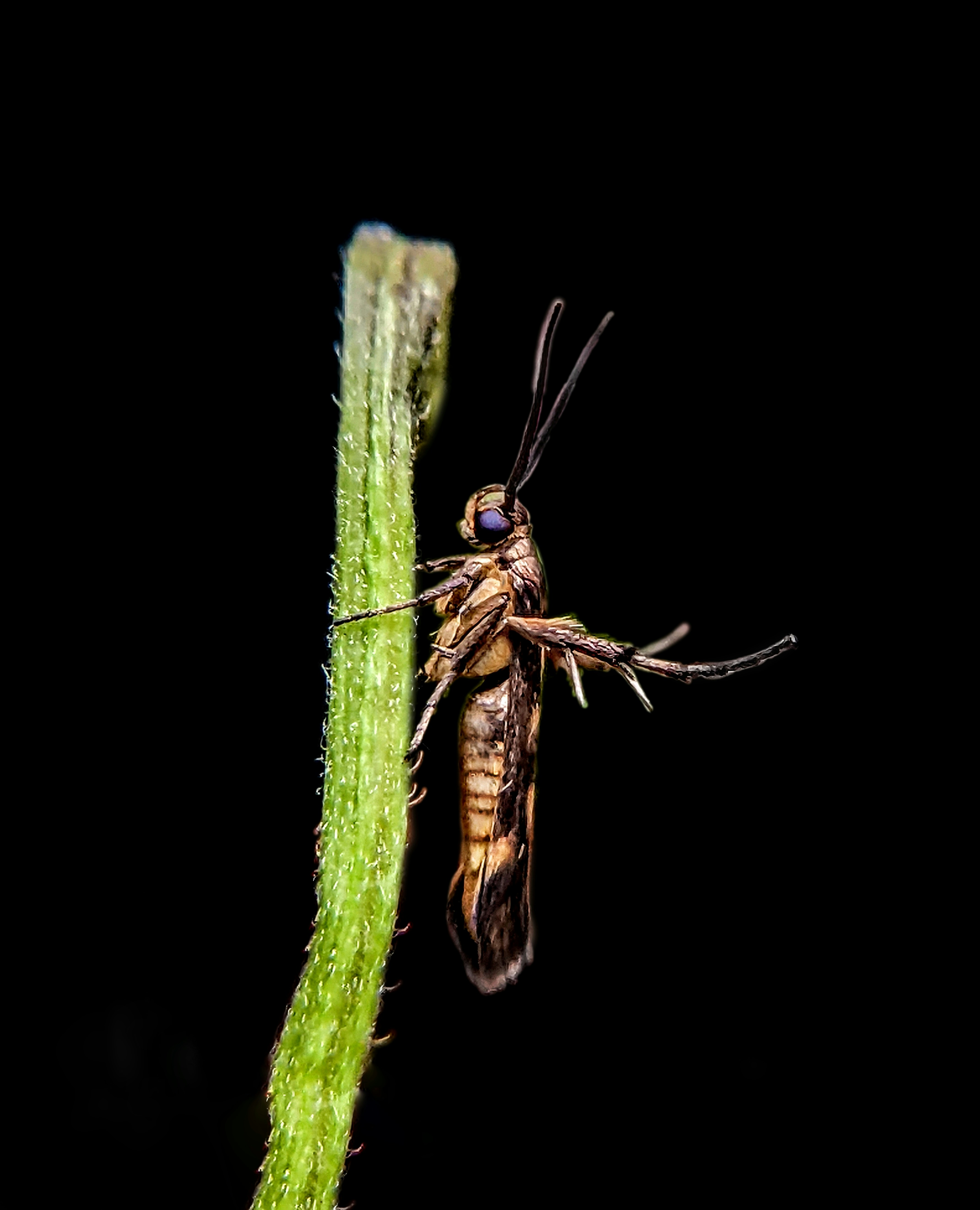 Gros plan d’un insecte sur une plante photo – Photo Eretmocera Gratuite ...