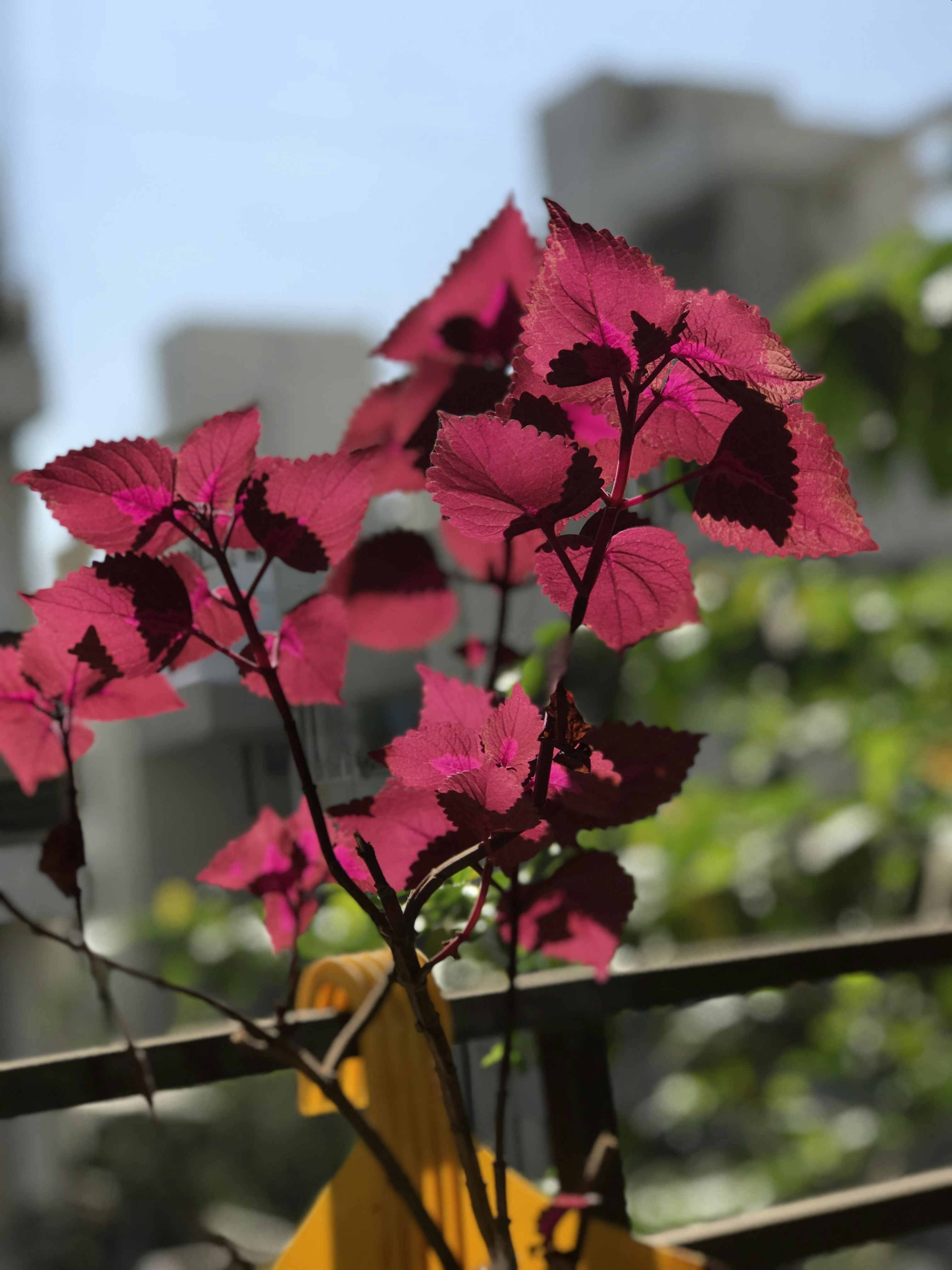 Crimson Leaves on a Balcony: a Sunlit Close-Up