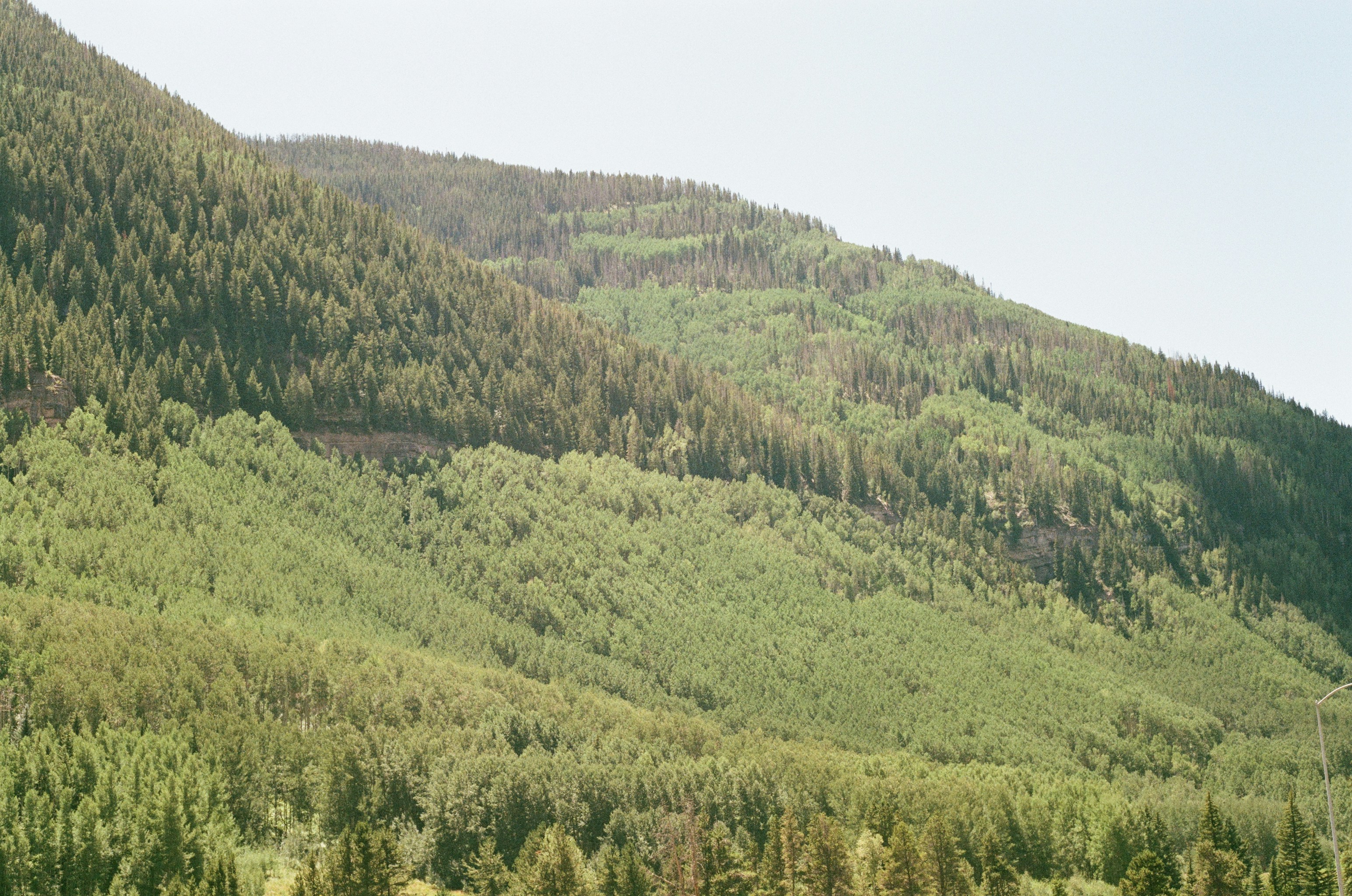 Lush green mountainside covered in dense coniferous trees, showcasing varying shades of green under clear skies.