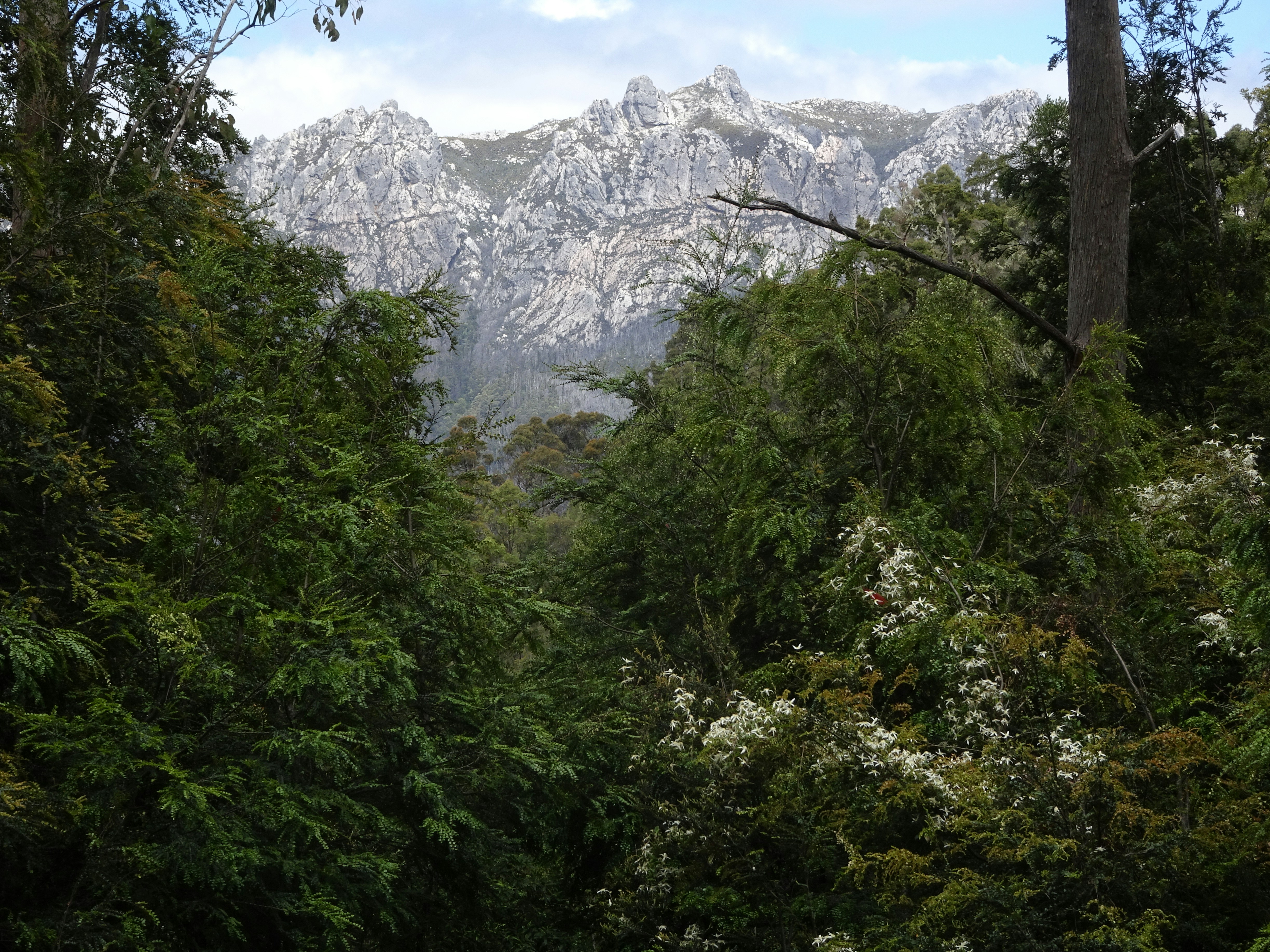 View of "the Needles" from the Florentine. Native clematis in the foreground