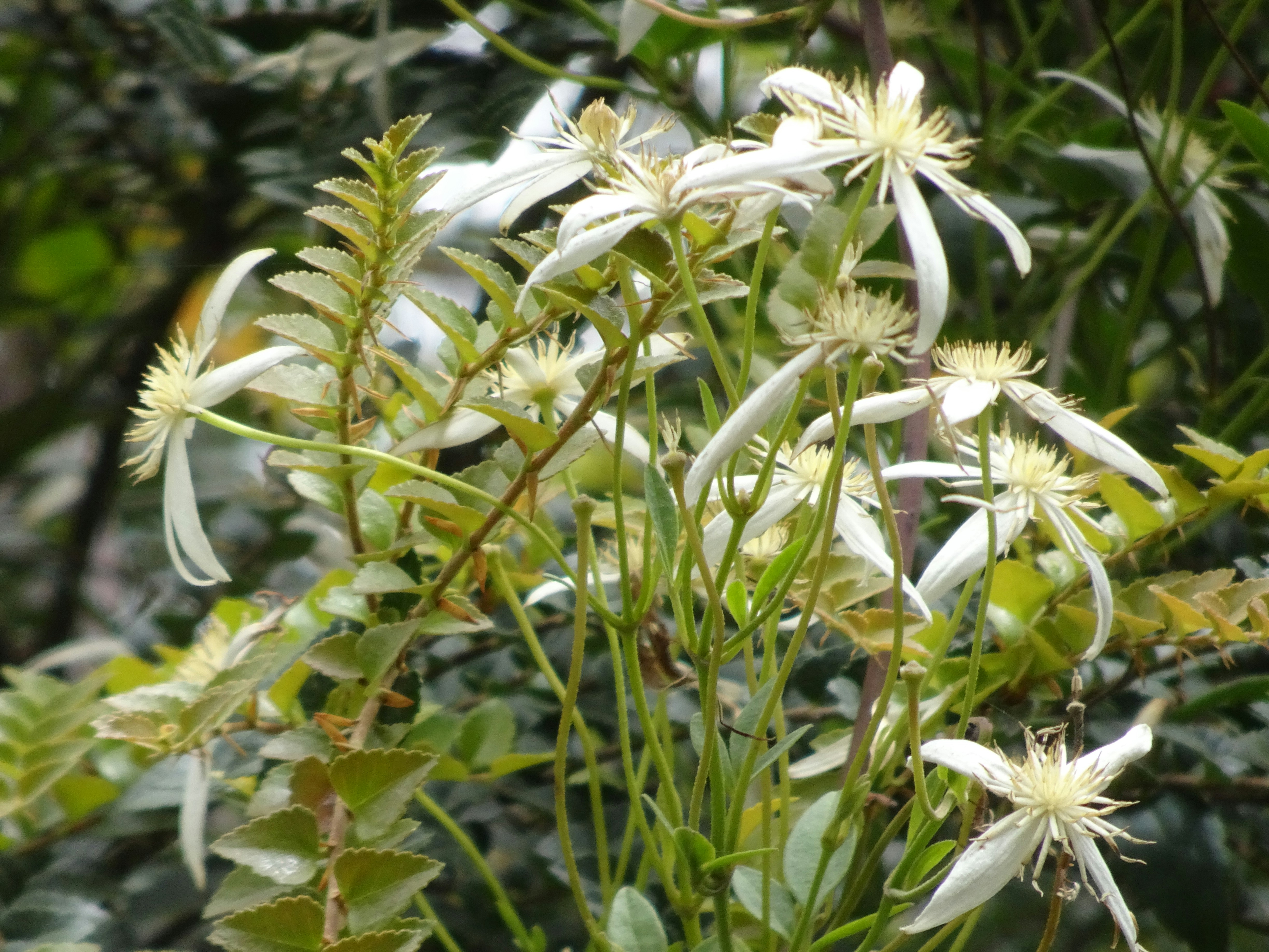 Clematis aristata in full bloom within the Tasmania Rainforest. December 2022 | a bunch of white flowers growing on a tree