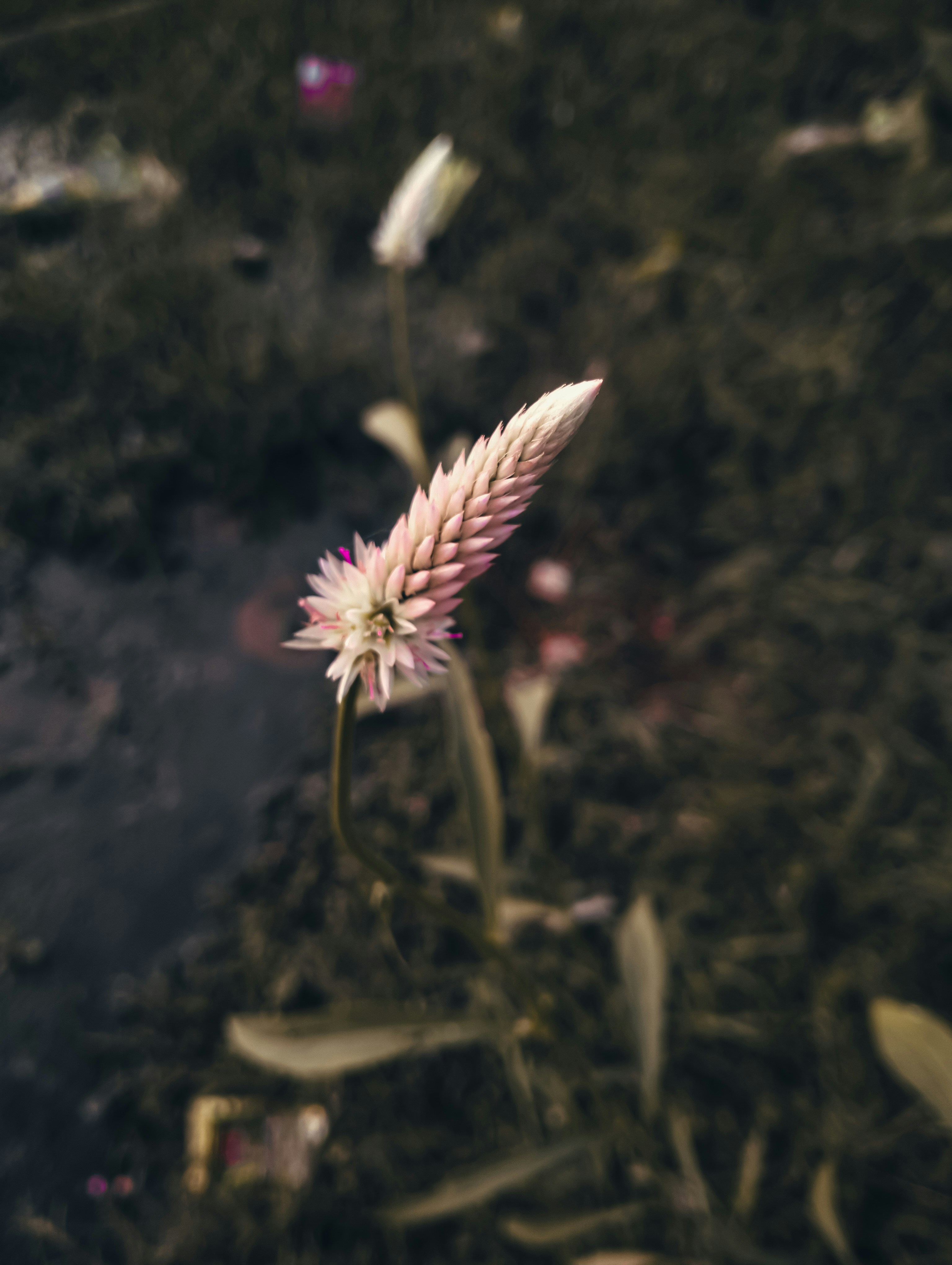 Sample photo from Oppo K10