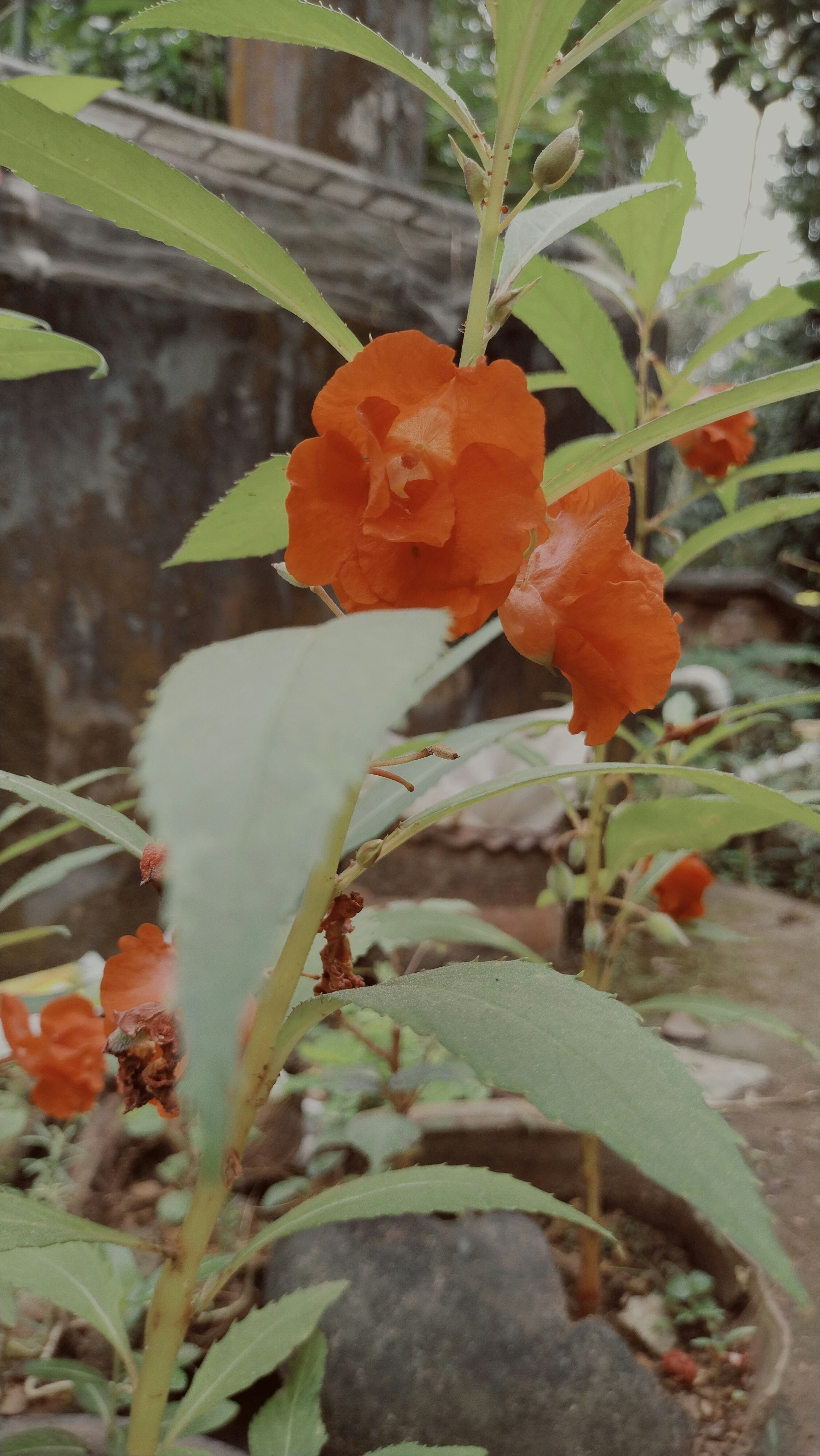 a close up of a plant with red flowers