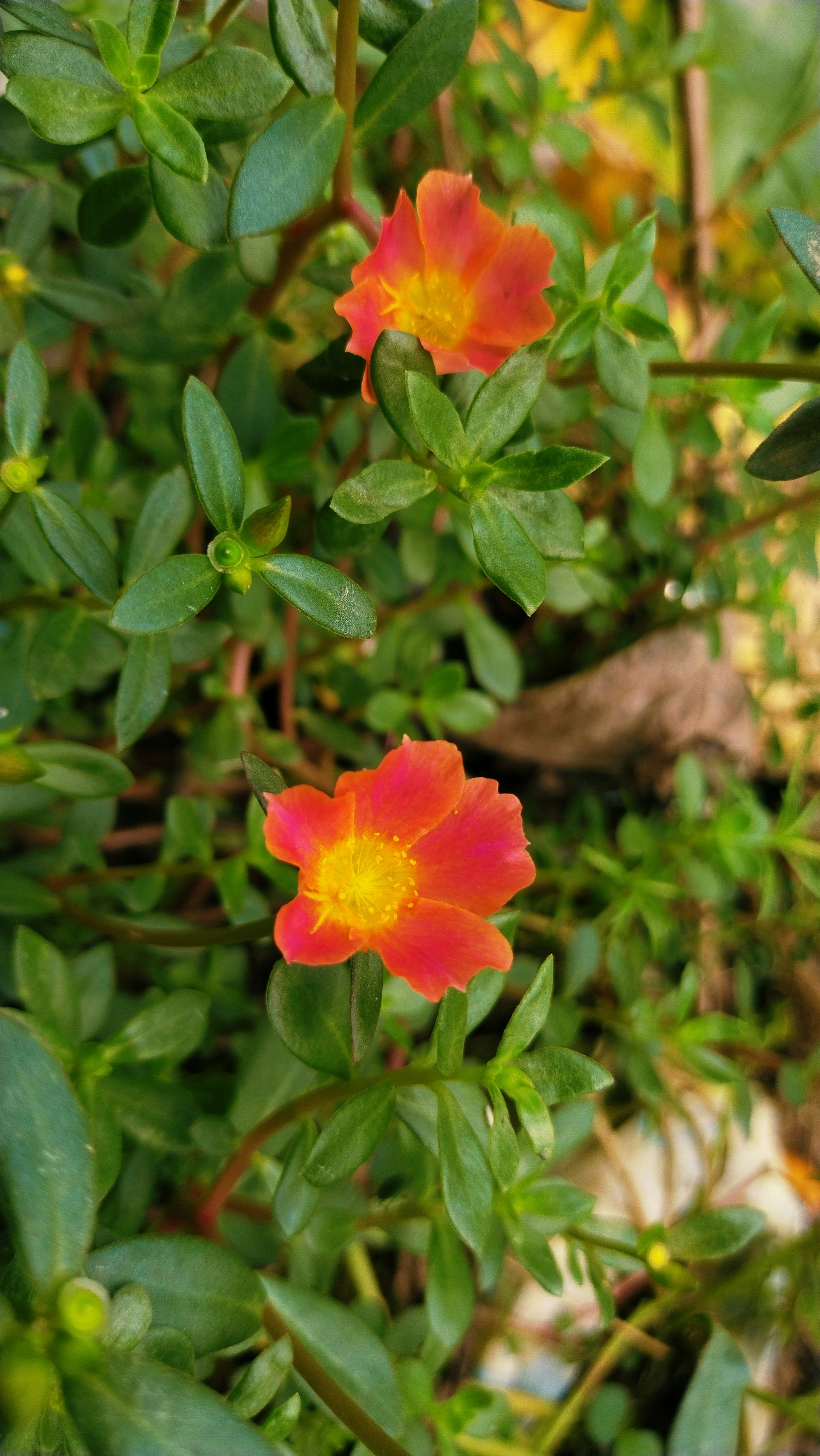 Vibrant Blossoms Amidst Lush Greenery