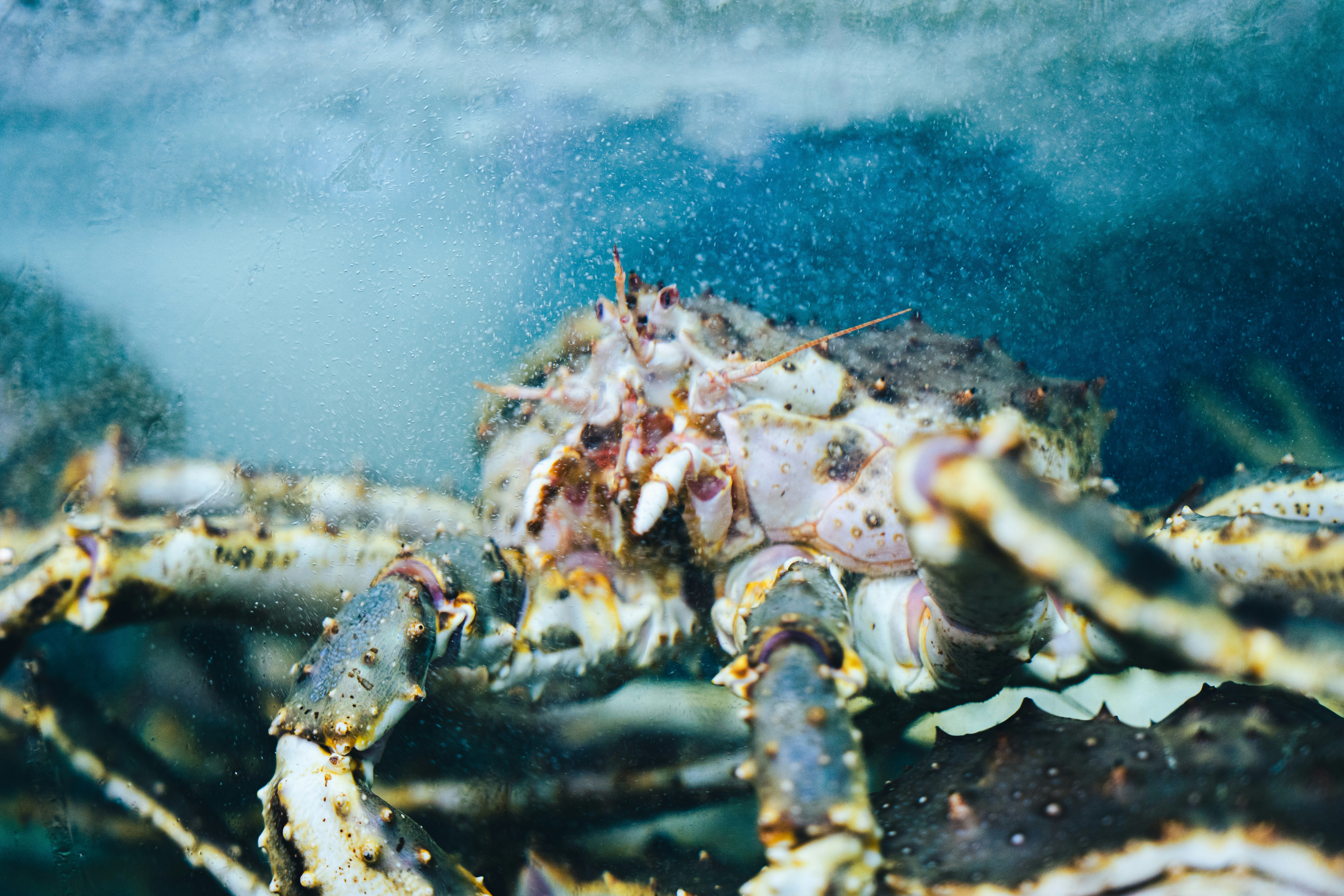 A close up of a crab under water photo – Free Seafood Image on Unsplash