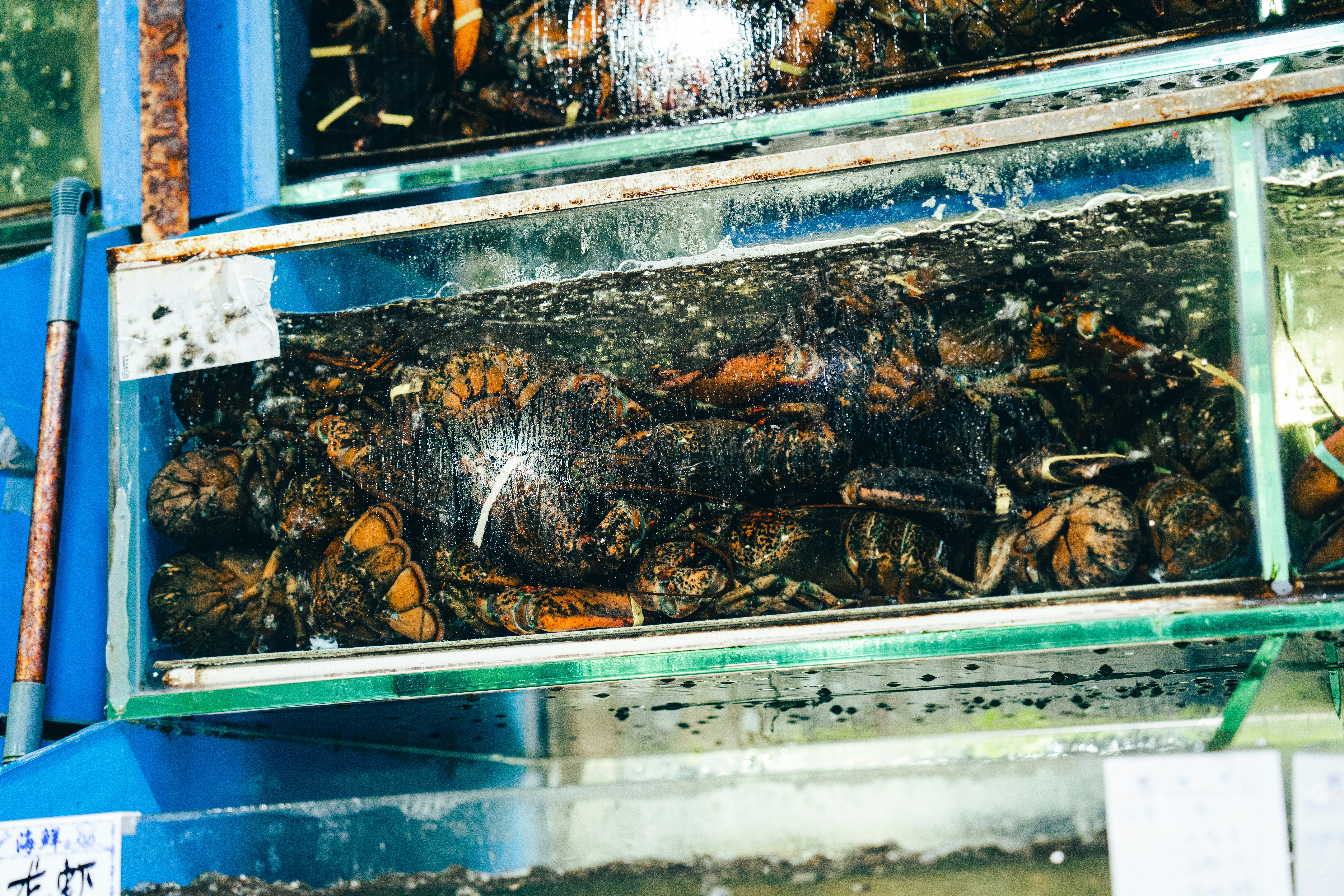 A bunch of dead bugs inside of a blue container photo – Free Food Image ...