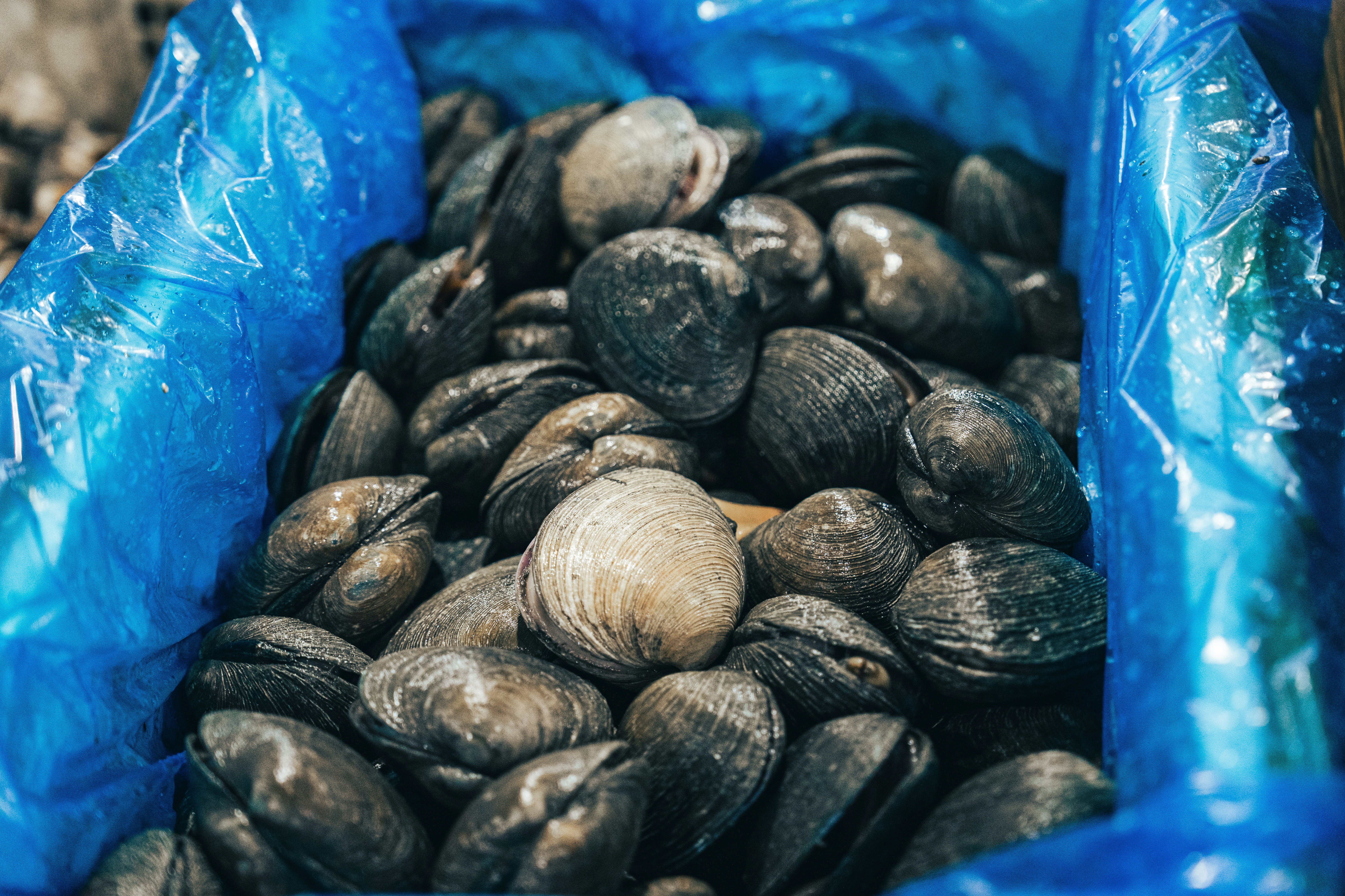 A pile of clams in a blue plastic bag photo – Free Animal Image on Unsplash