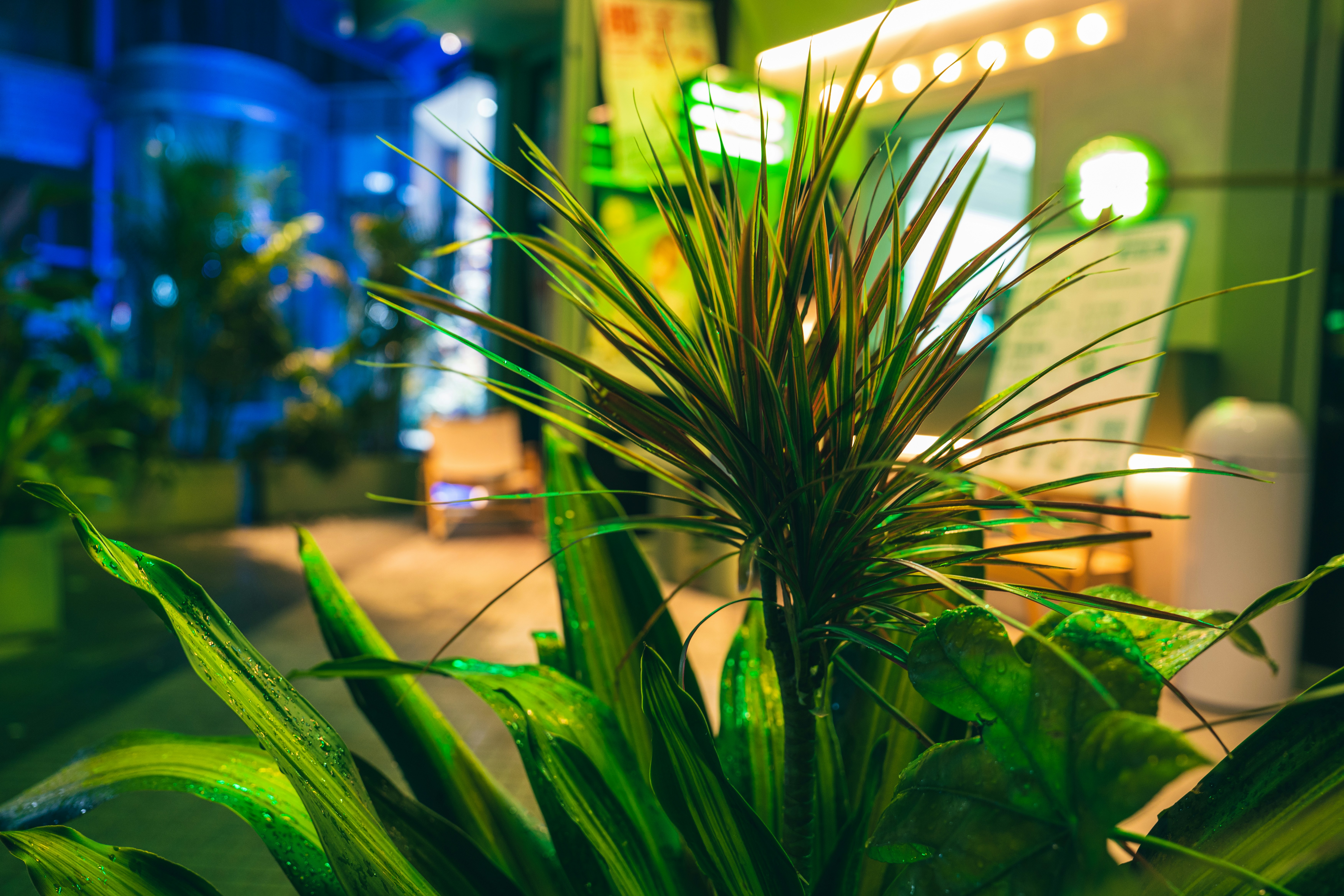 a close up of a plant with a building in the background