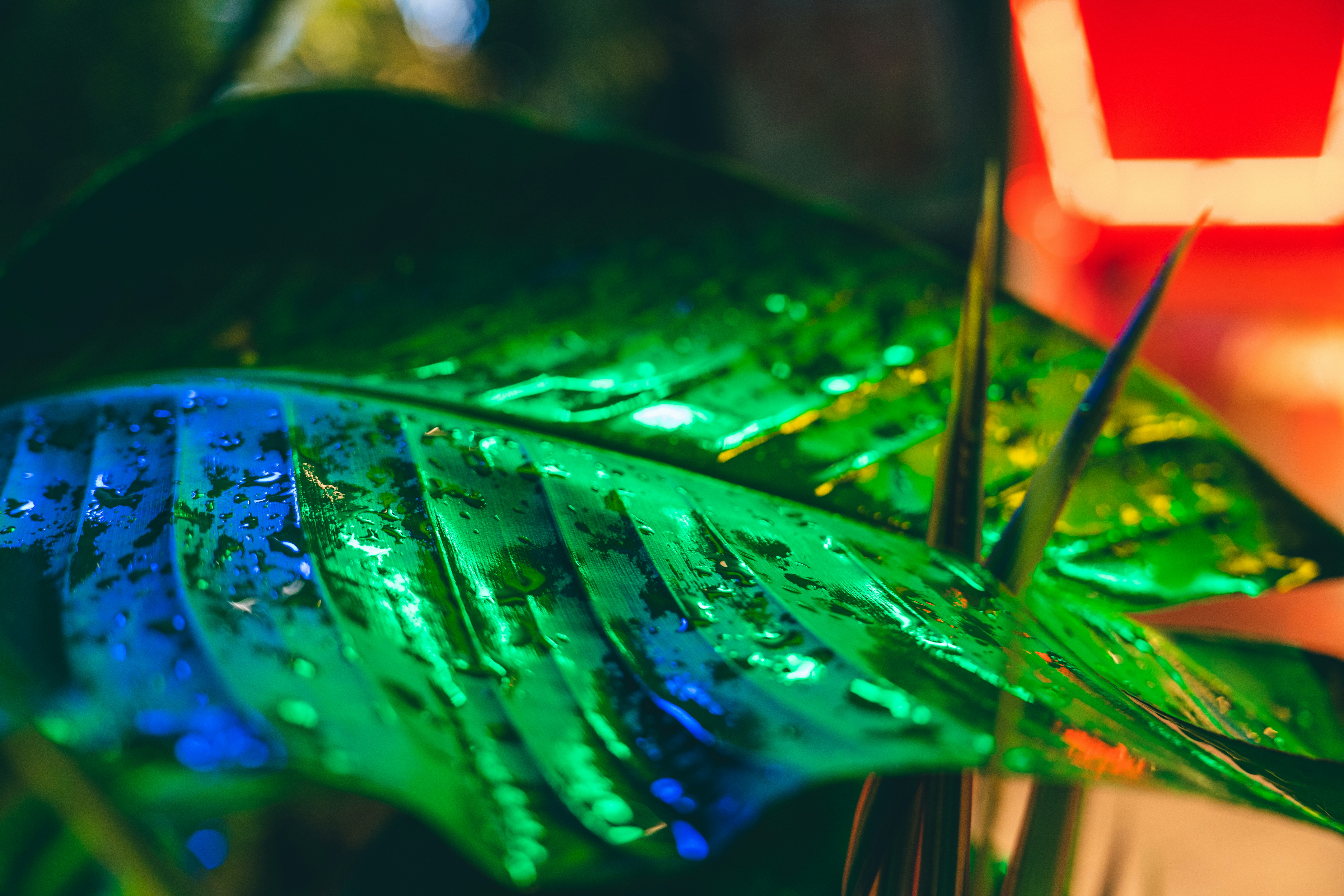 Neon-Glazed Leaf: A Macro Study of Texture and Color