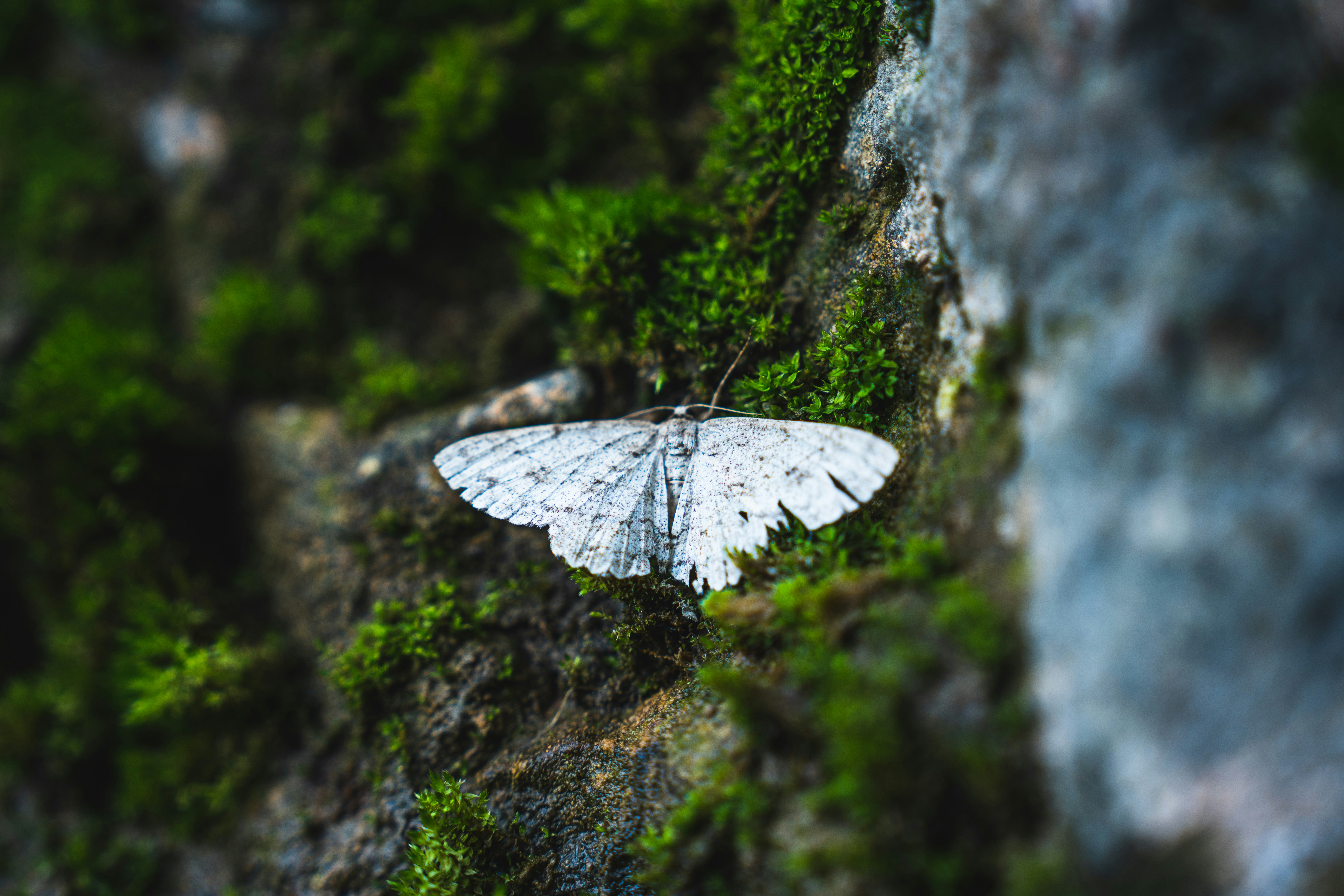 White Moth on Mossy Rock: Delicate Wings Against Rough Texture