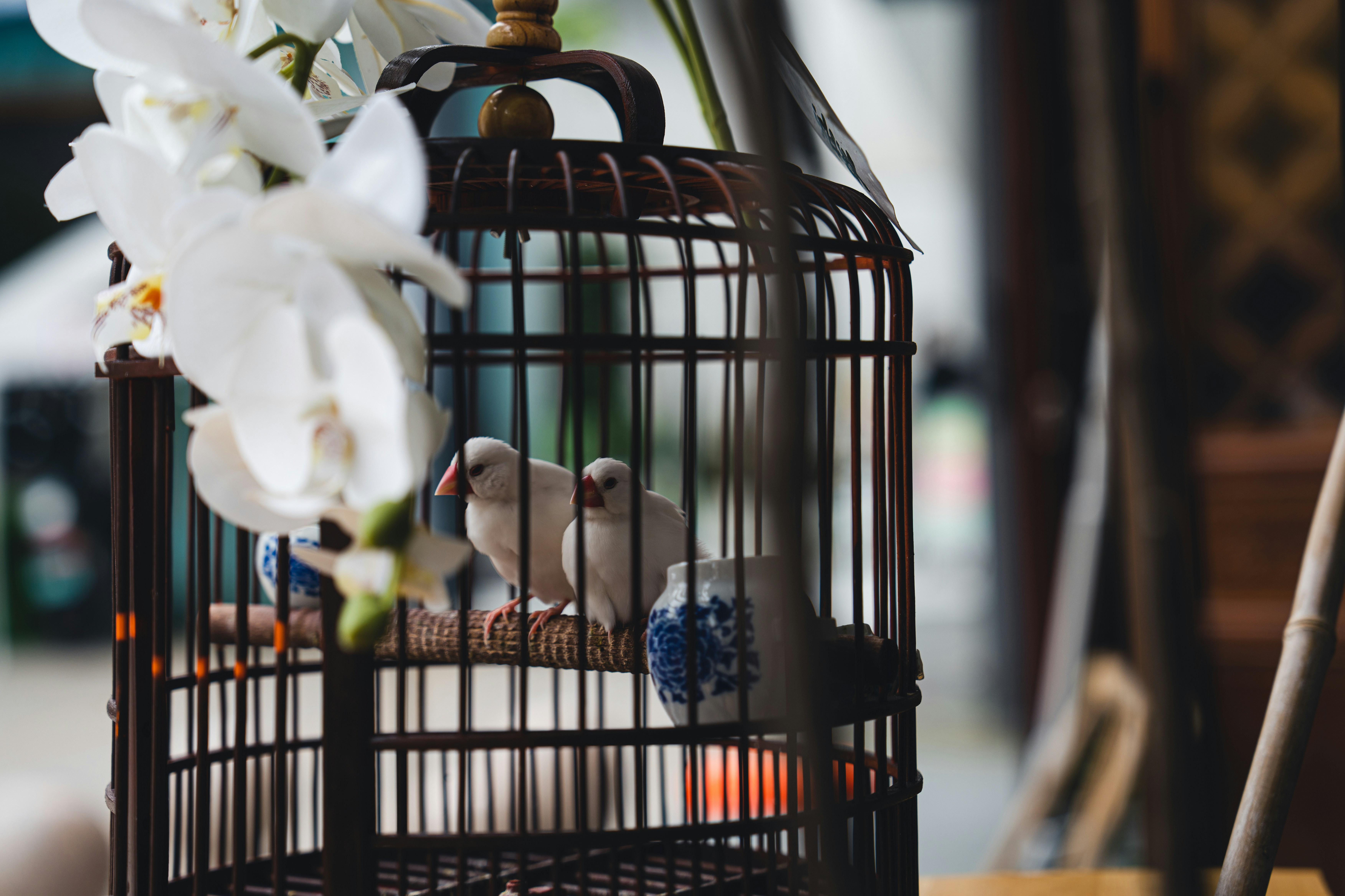 Bird in a Wrought-Iron Cage: Soft Focus, Quiet Details