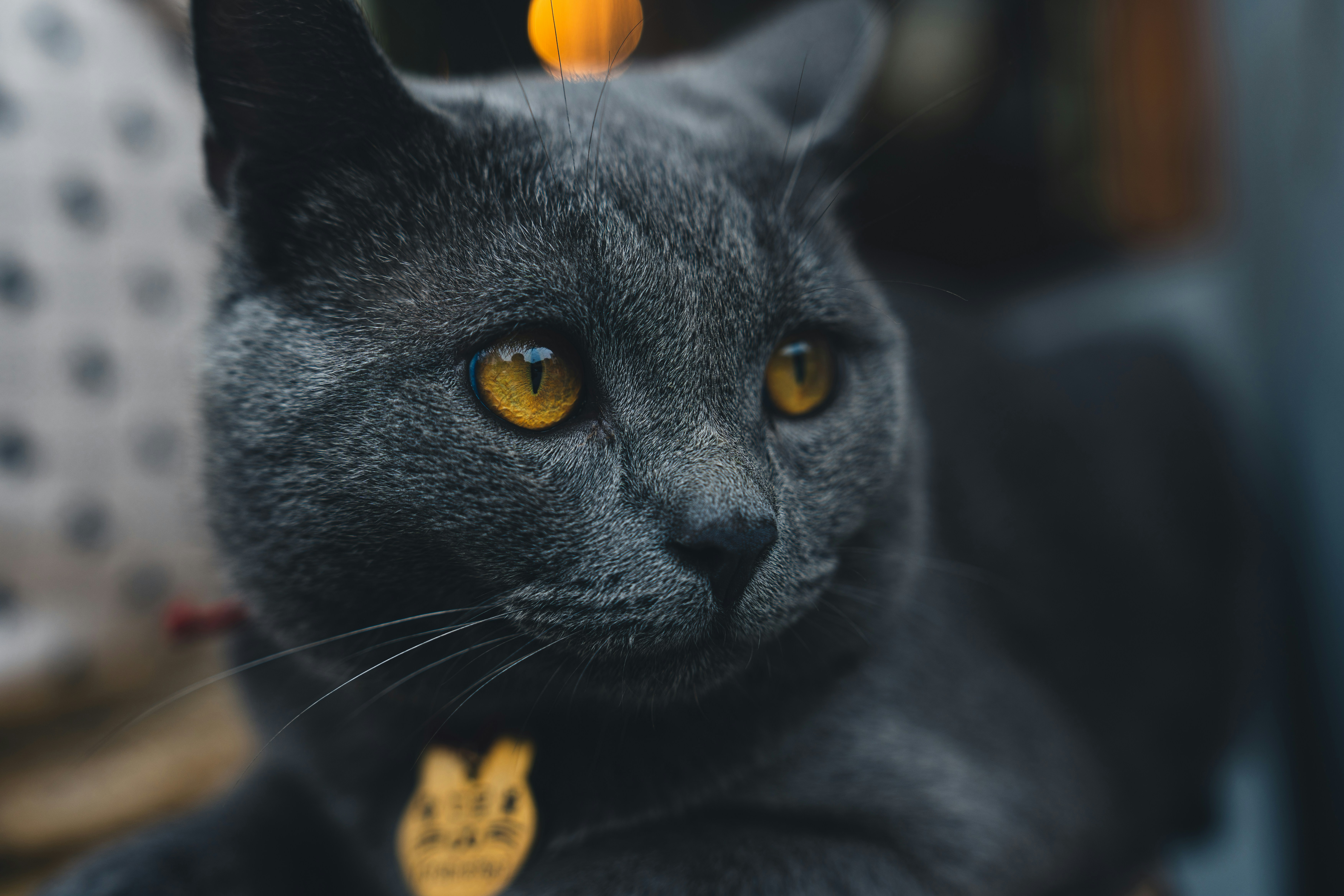 Amber Gaze in Velvet Grey: A Quiet Cat Portrait