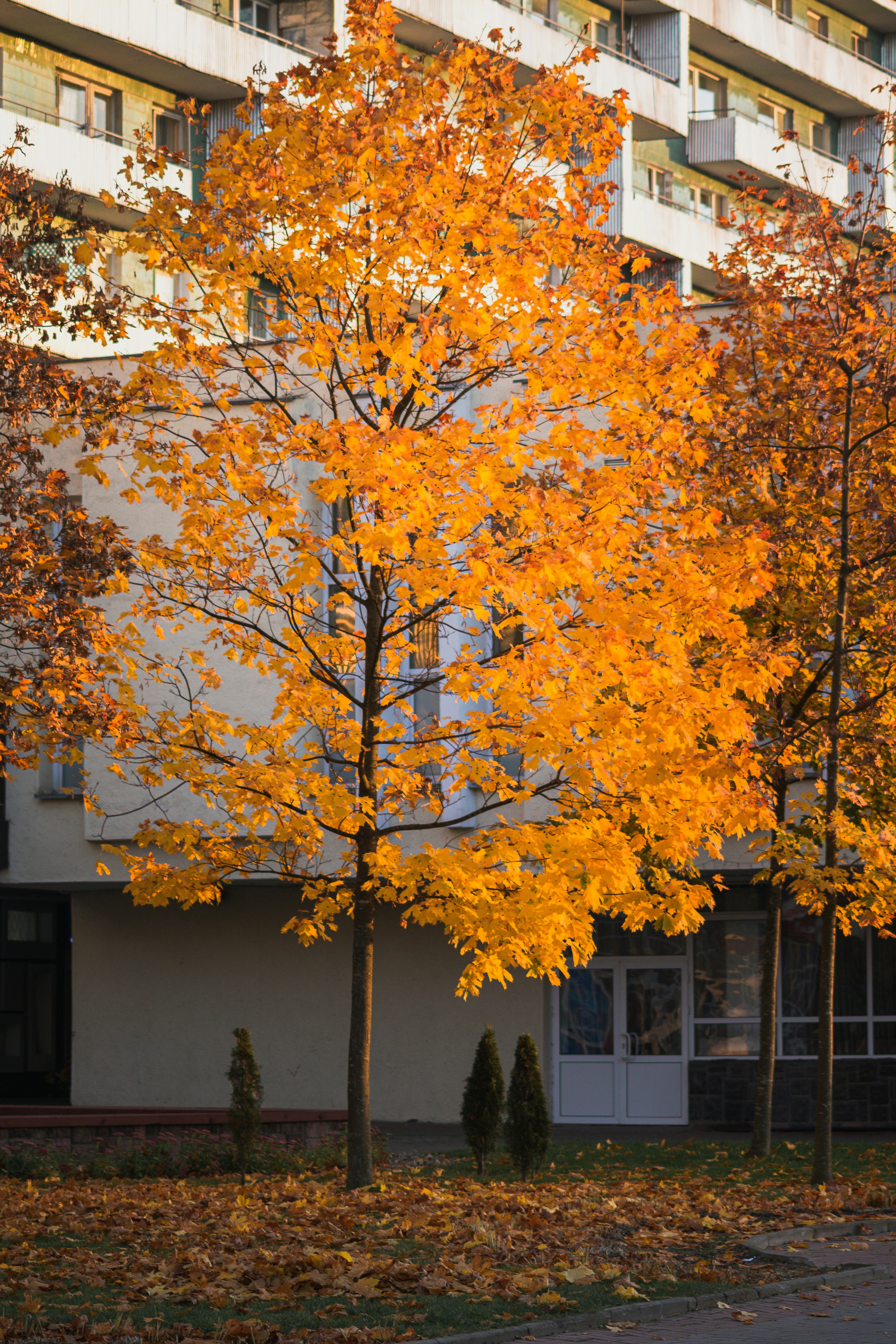 Vibrant orange maple tree stands tall against a backdrop of a modern building, with fallen leaves carpeting the ground below.