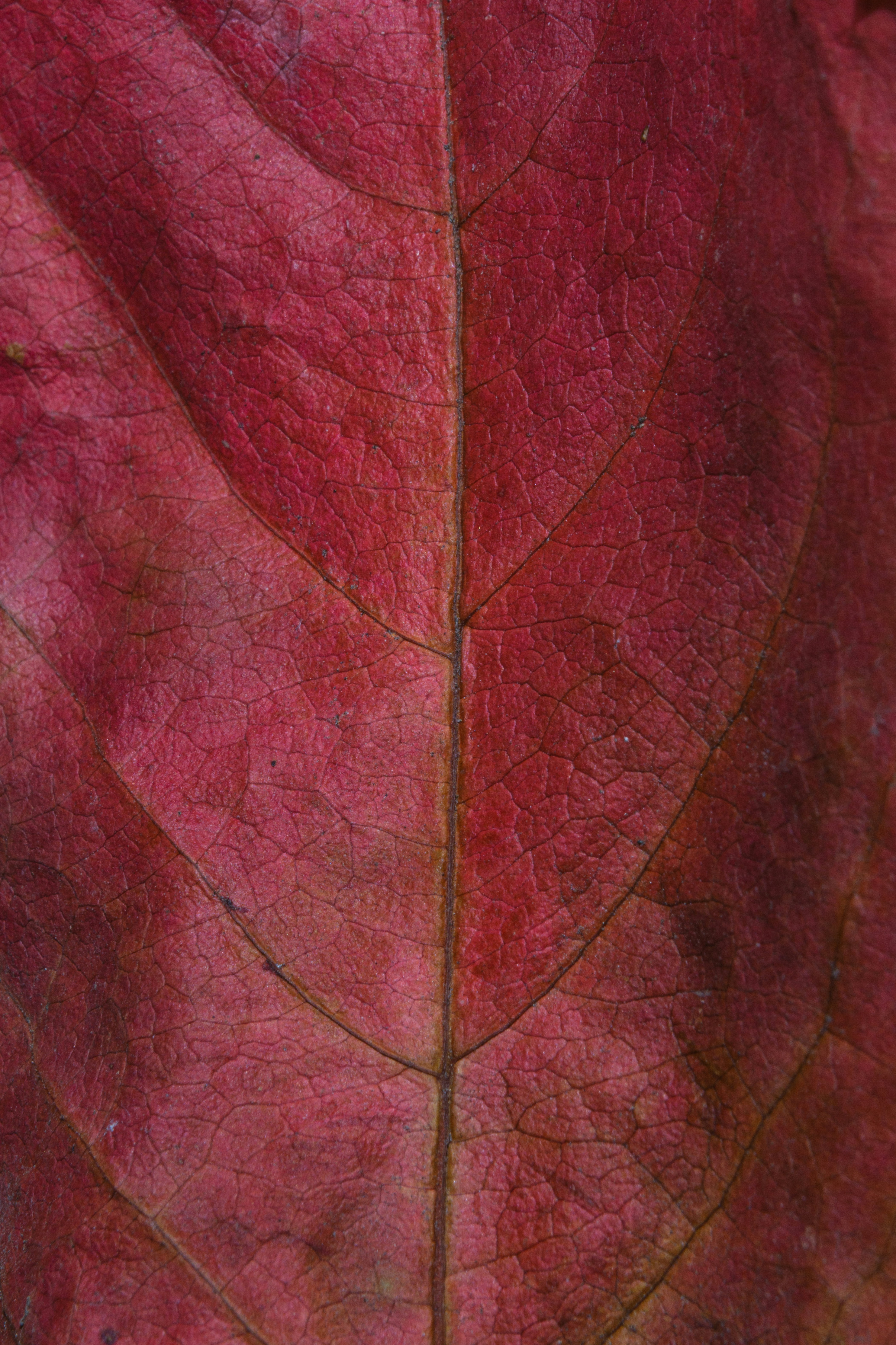 Close-up of a vibrant red leaf showcasing its detailed texture and veins. The rich colors highlight the beauty of autumn foliage.