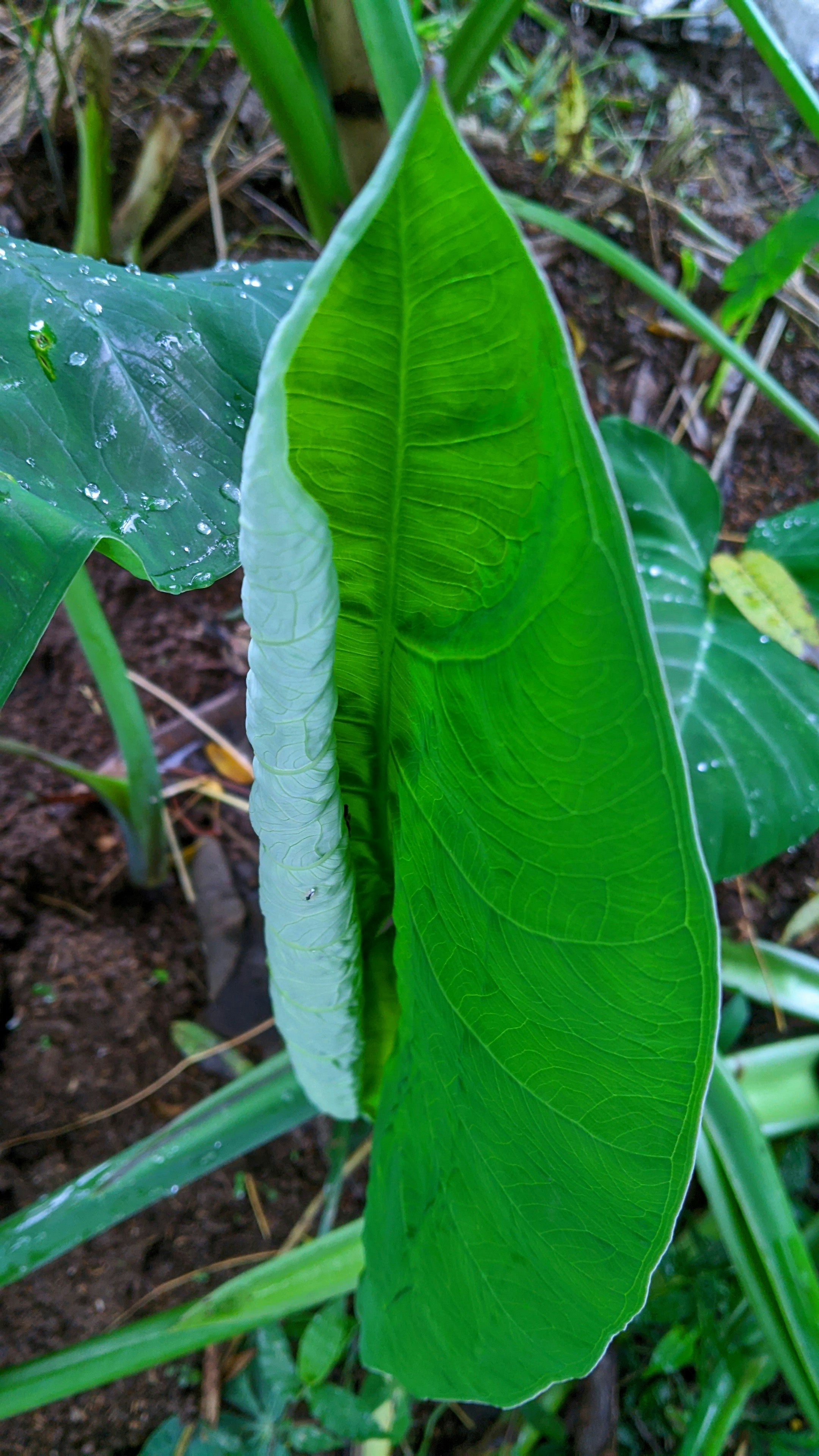 Emerald Leaf Unfurled: A Close-Up of Garden Texture