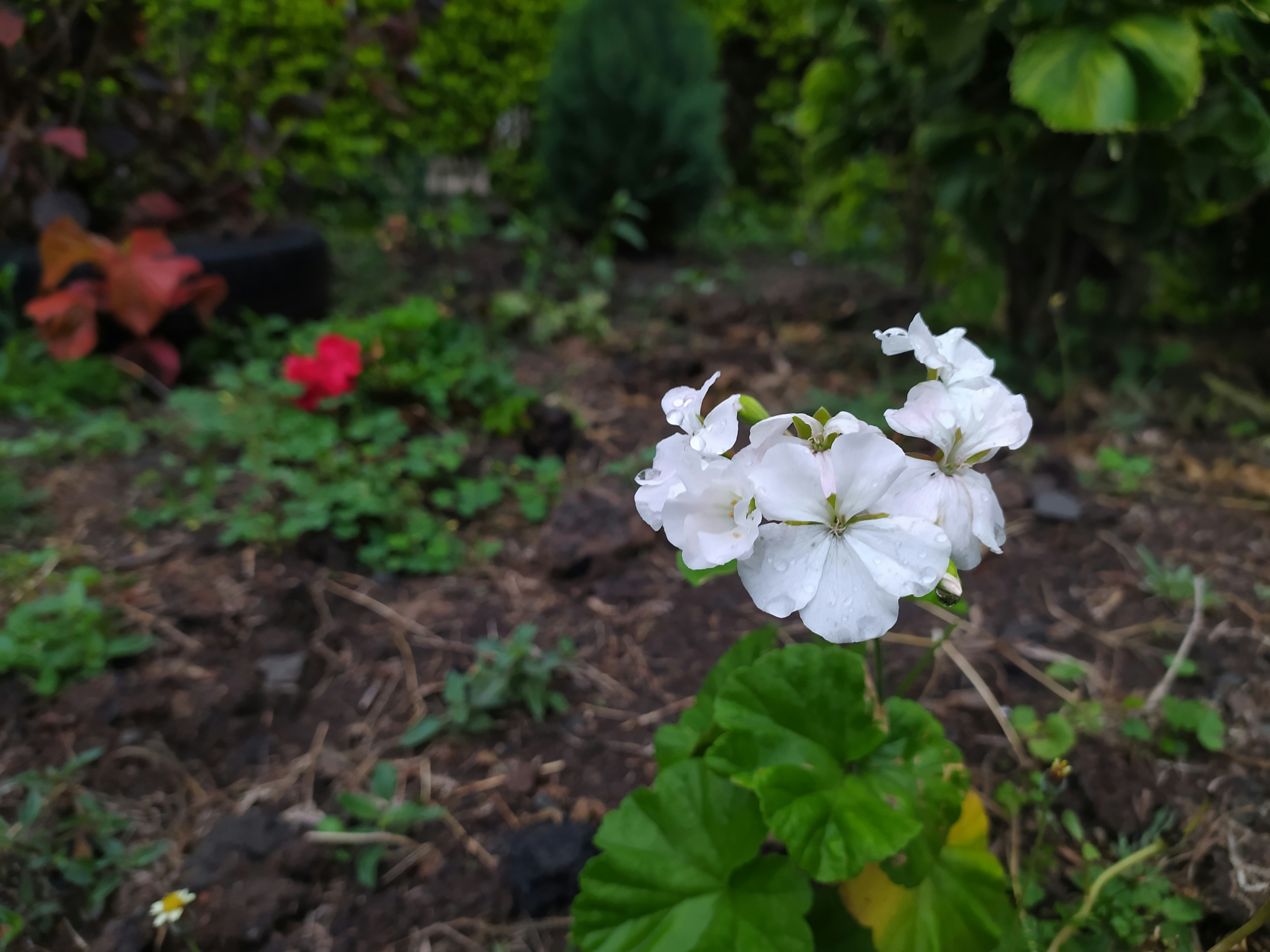 White blossoms stand out in a garden bed with rich green leaves, while a hint of red blooms recedes in the background.