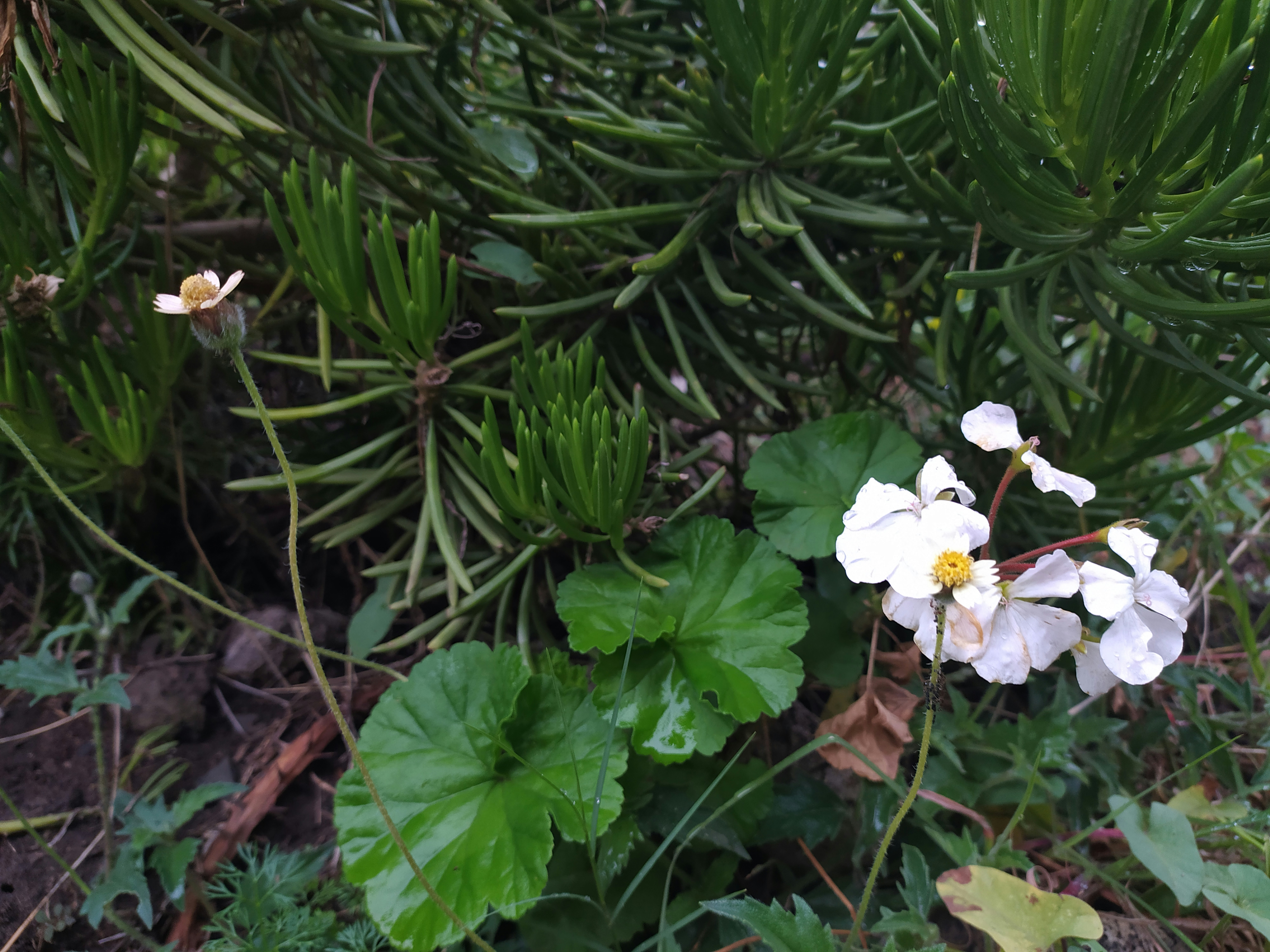 Quiet Garden Contrast: White Florals Framed by Succulent Greens