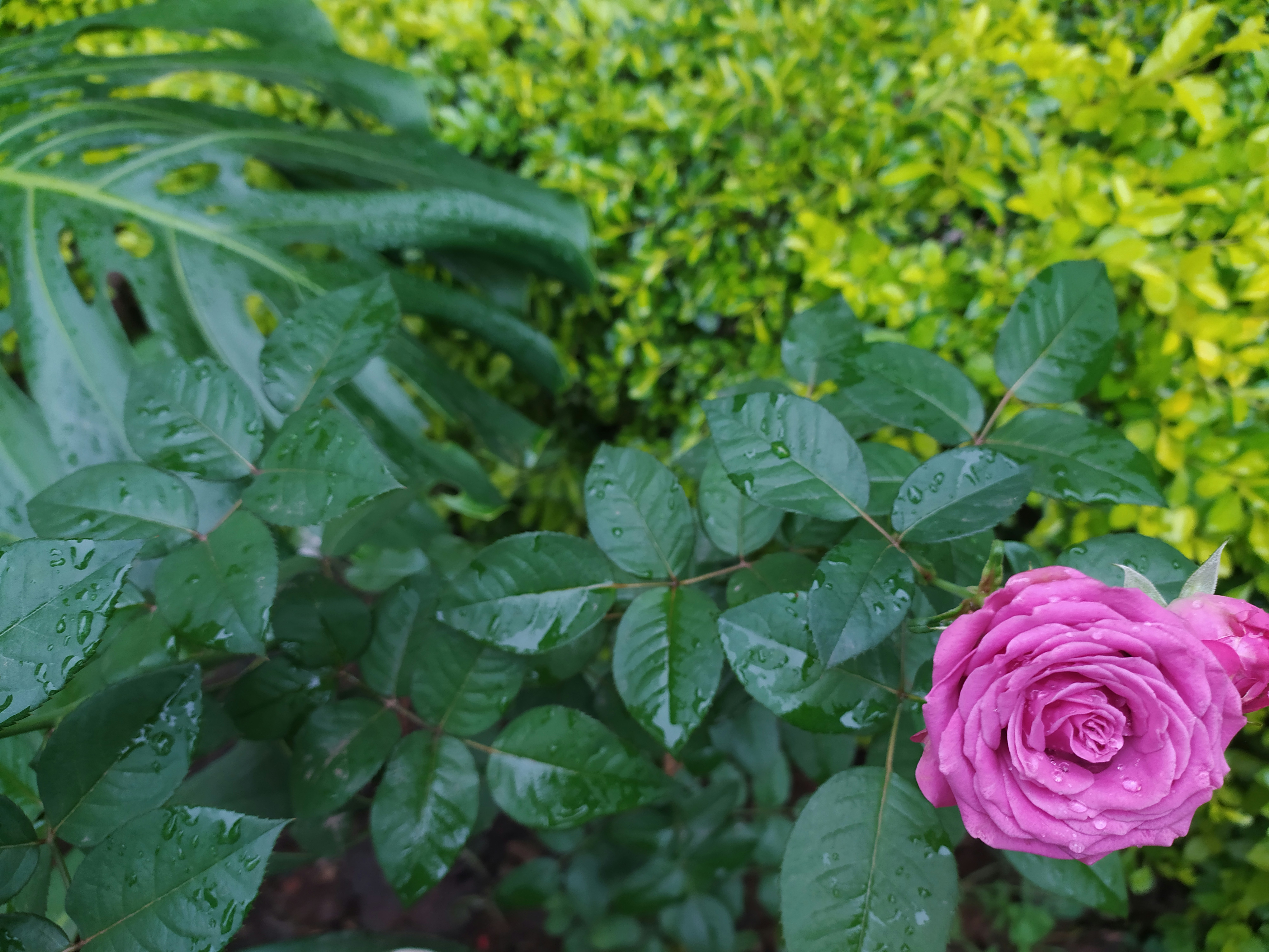 Bright pink rose sits among glossy green leaves with dew droplets, forming the focal point in a garden scene.