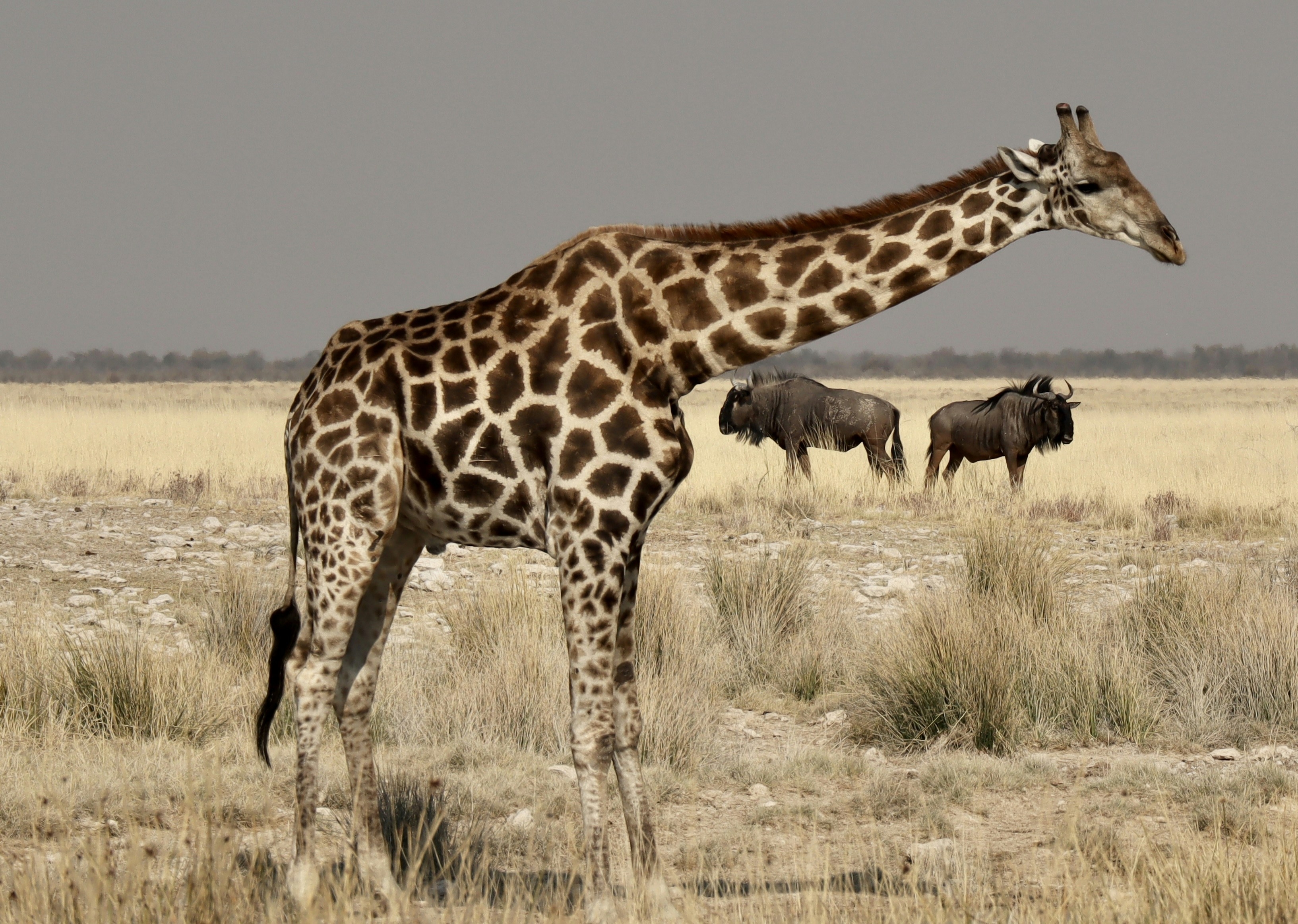 a giraffe standing in a dry grass field