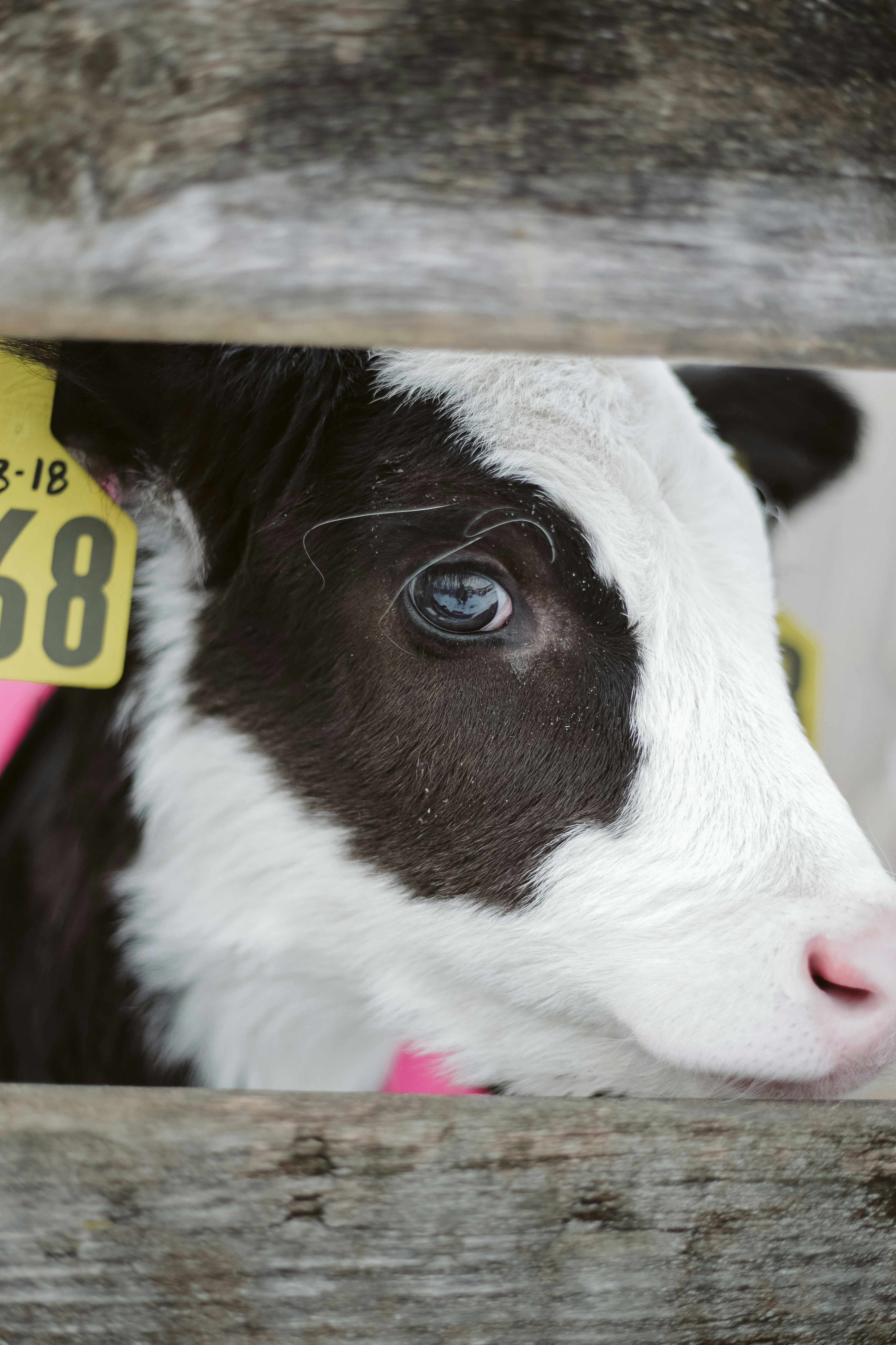 Gros plan d’une vache derrière une clôture photo – Photo Animal ...