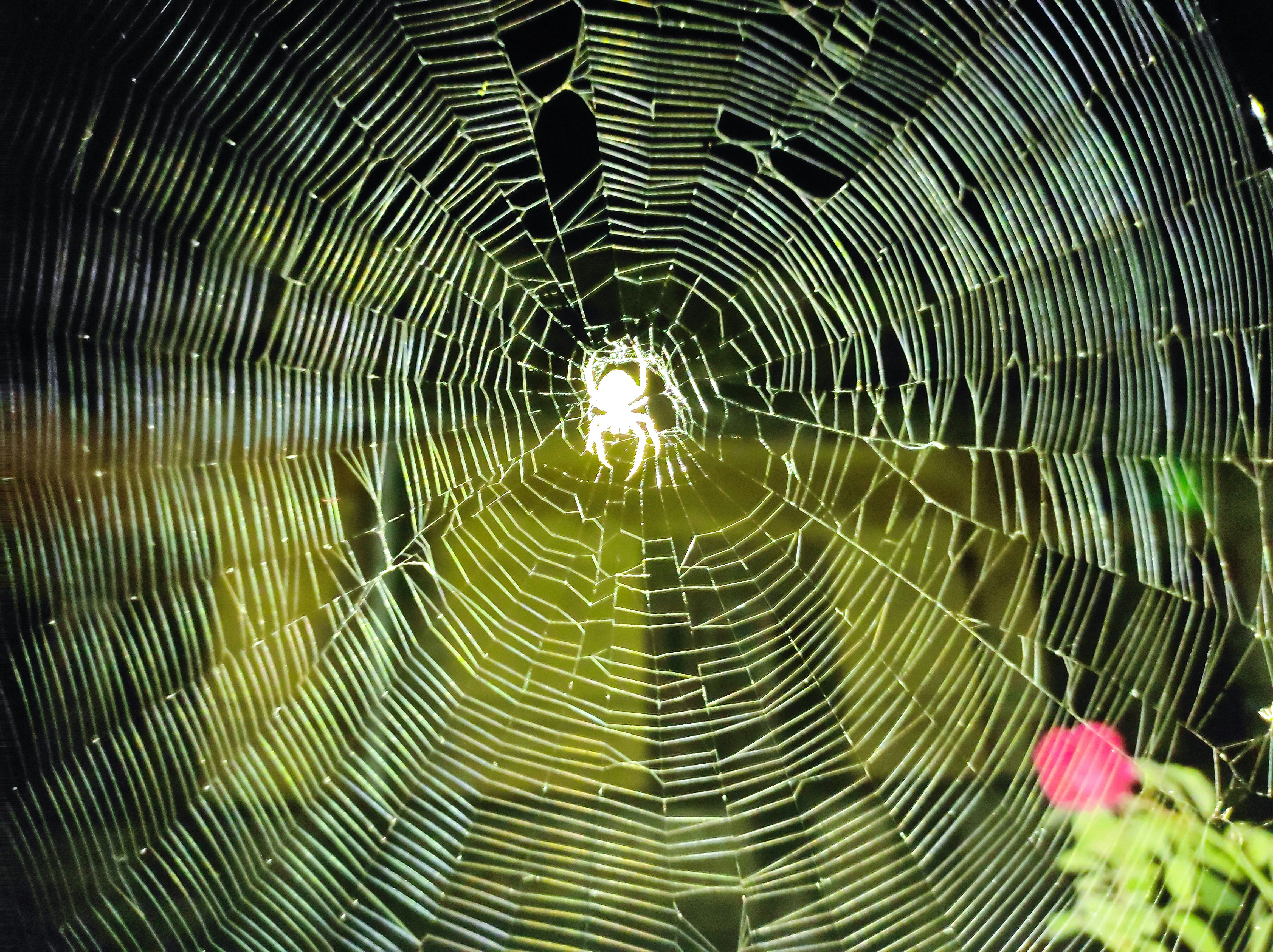 Radial Lattice: Moonlit Spider Web Framing a Glowing Core