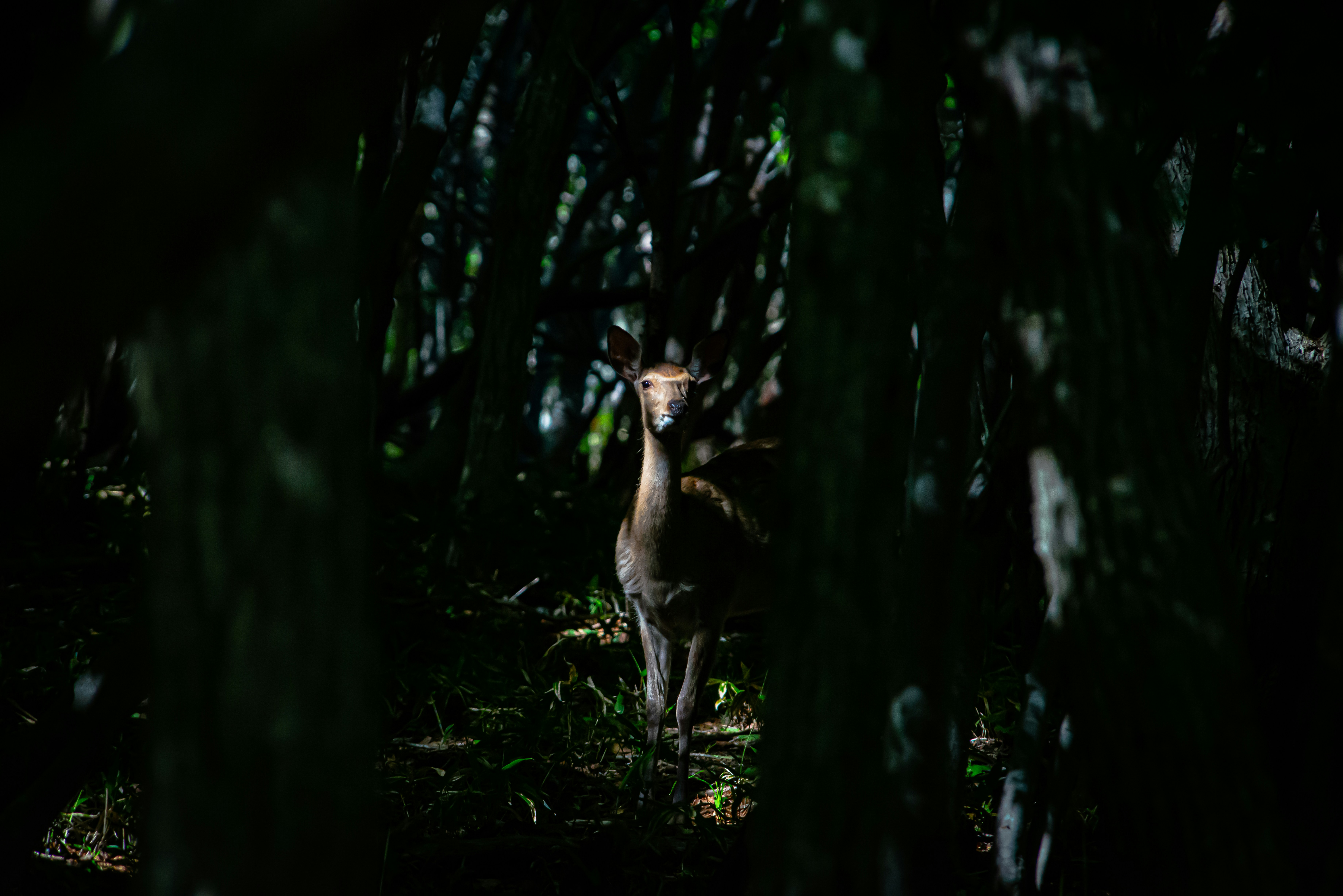 A Solitary Deer Emerges in a Dappled Forest Clearing
