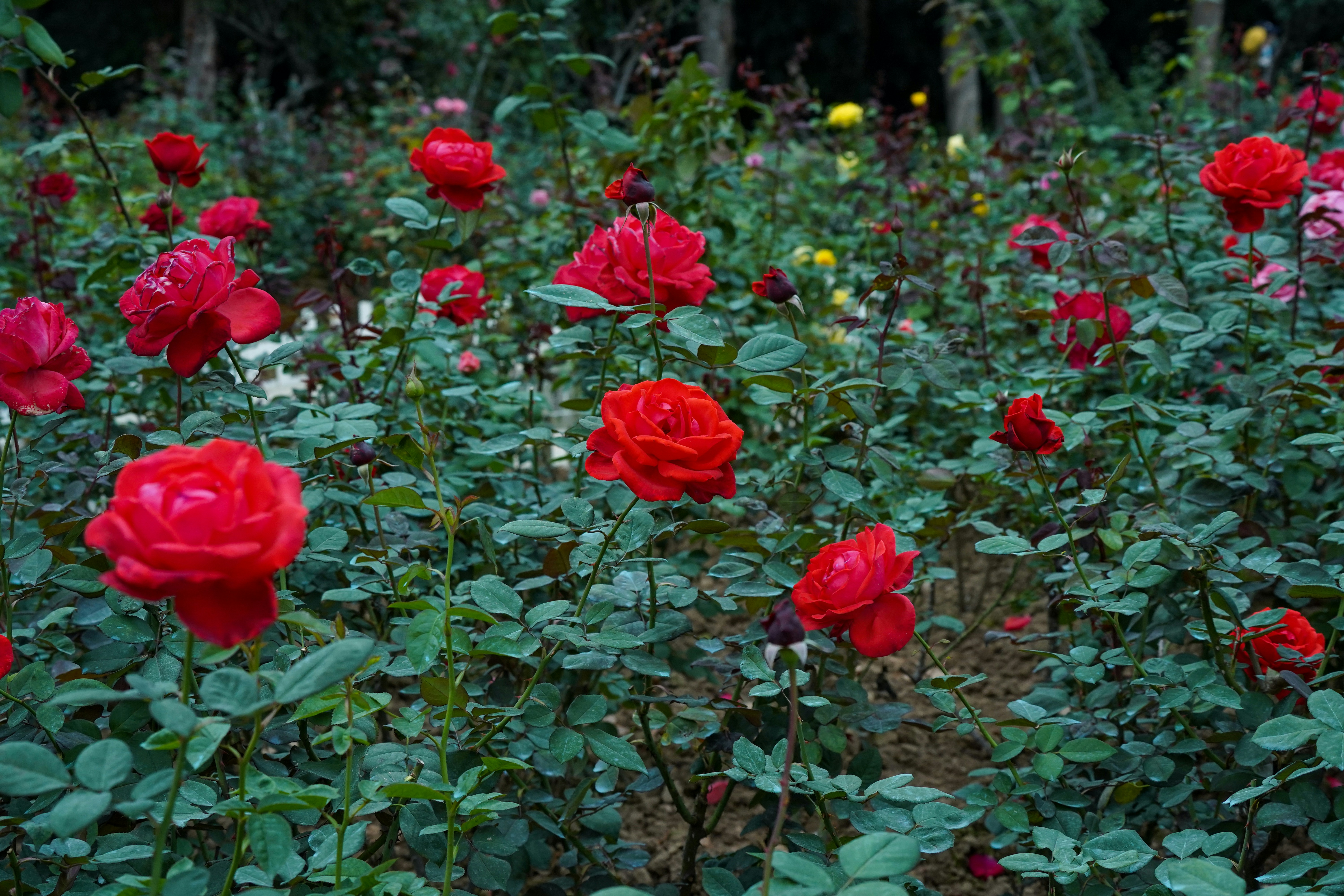 A field full of red roses with green leaves photo – Free Guangdong ...