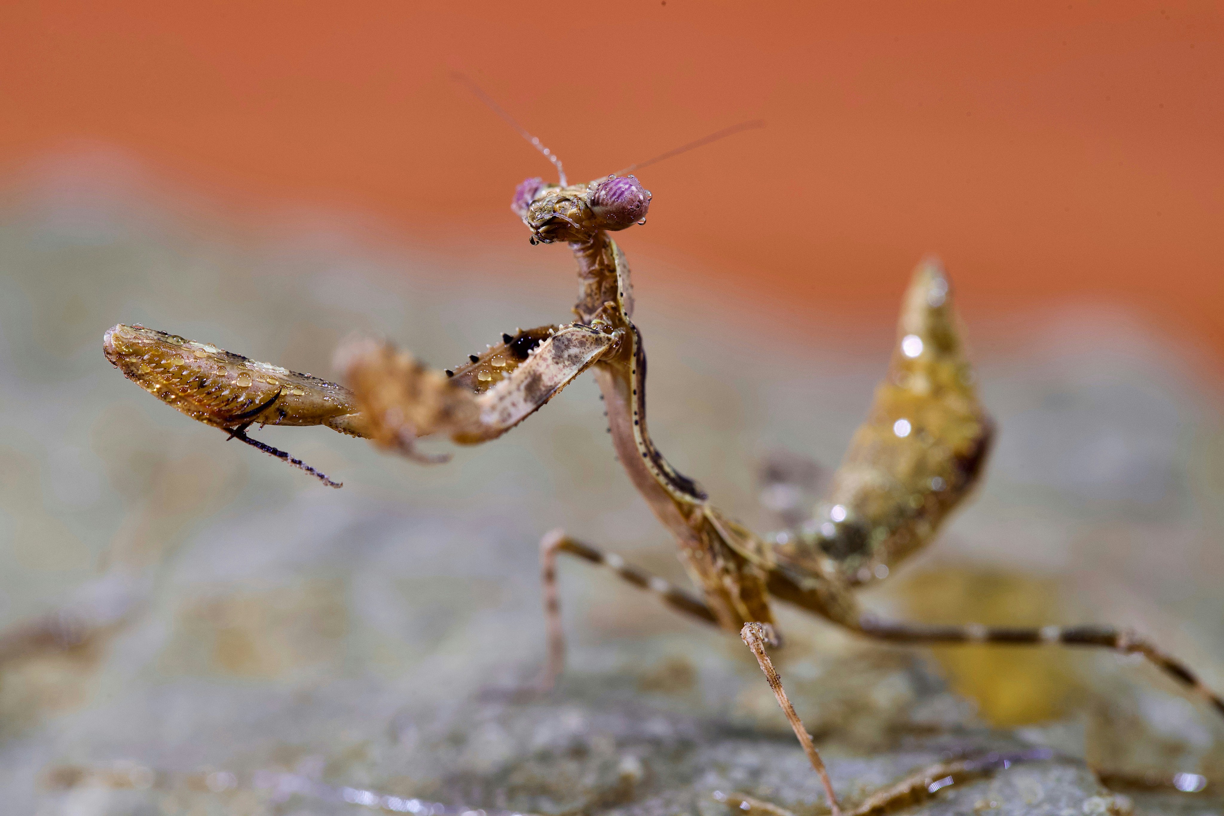 a close up of two bugs on a rock