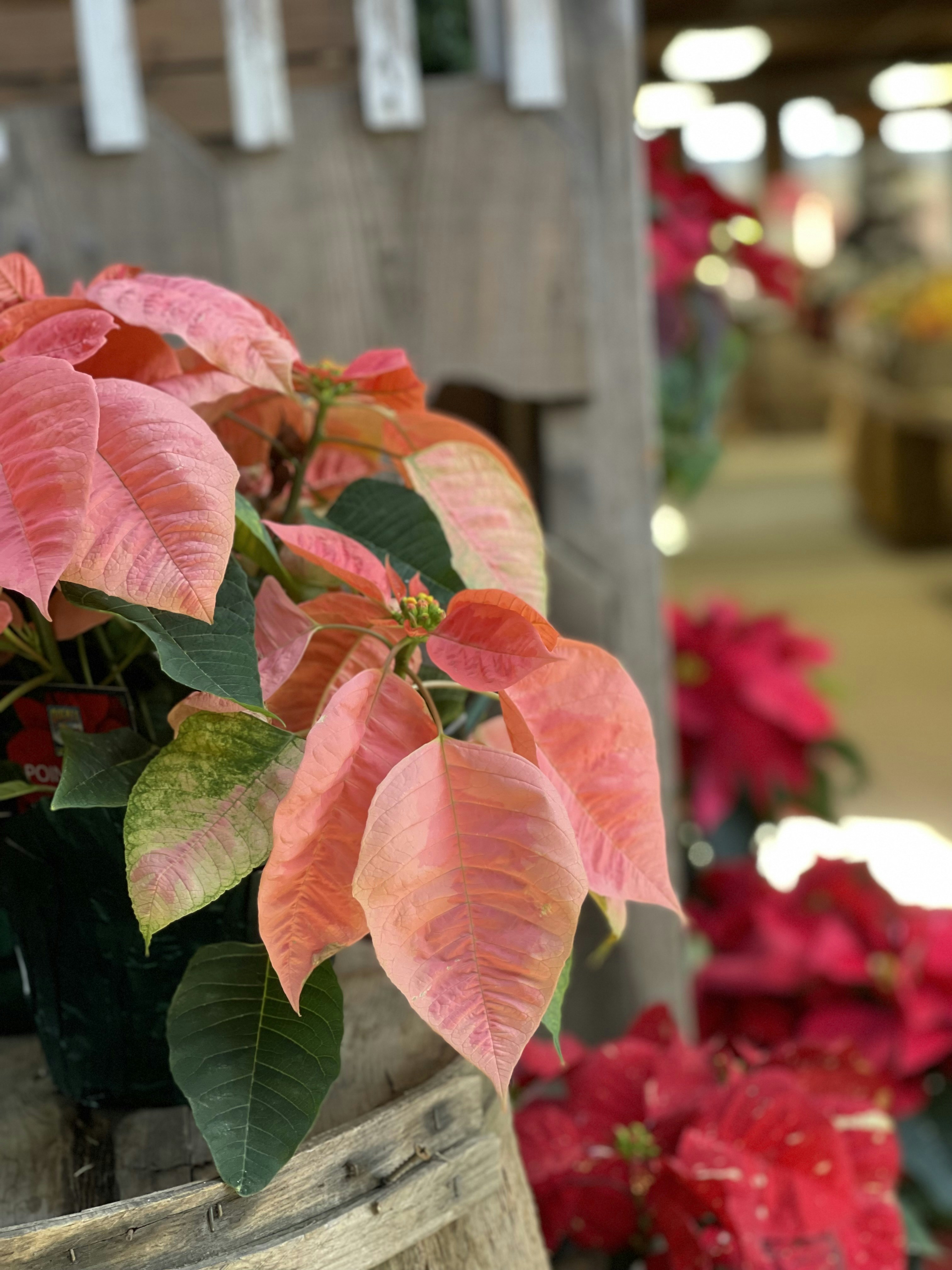 Coral Poinsettia Bracts Framed by Weathered Wood