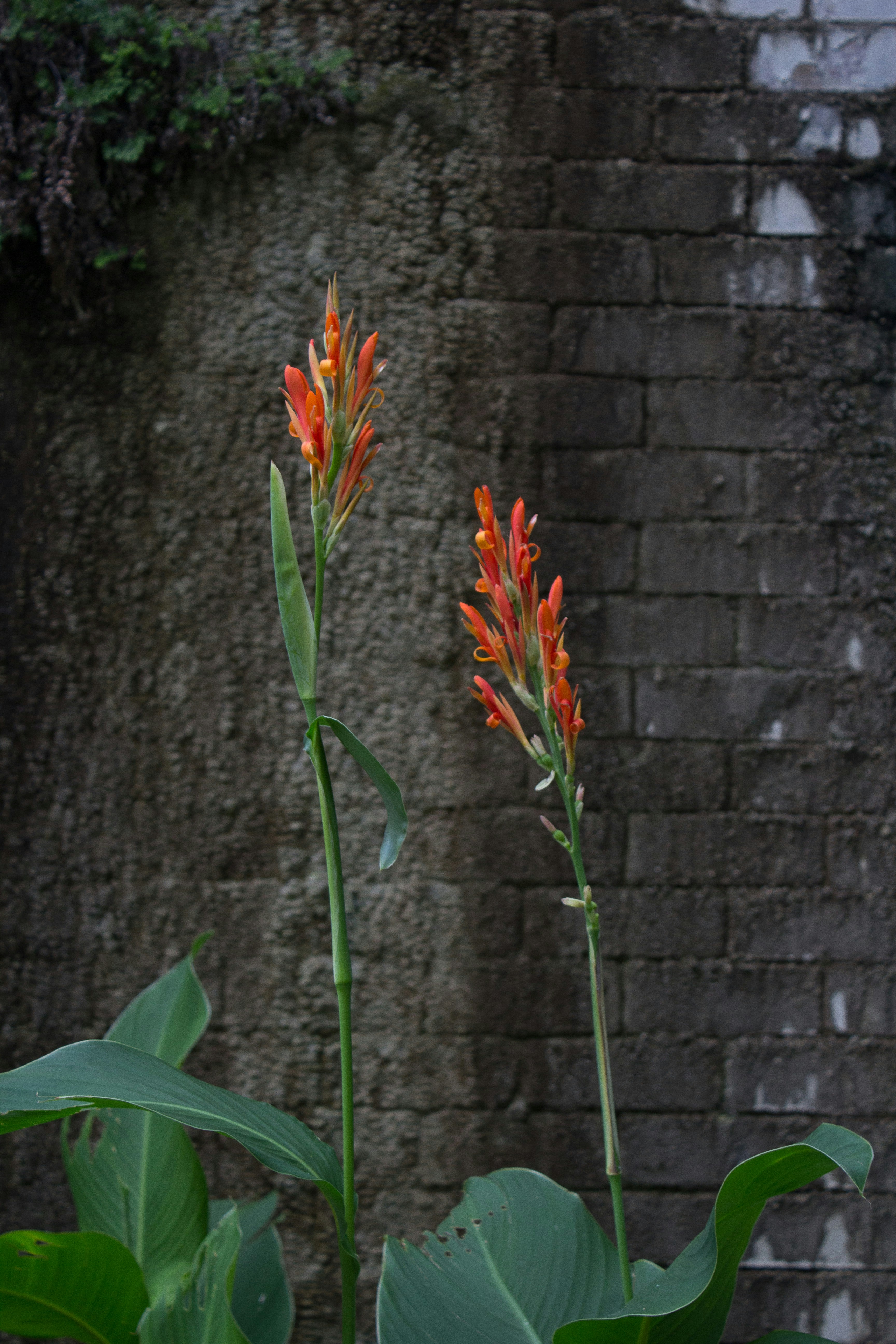 Crocosmia Flame Against a Weathered Brick Wall