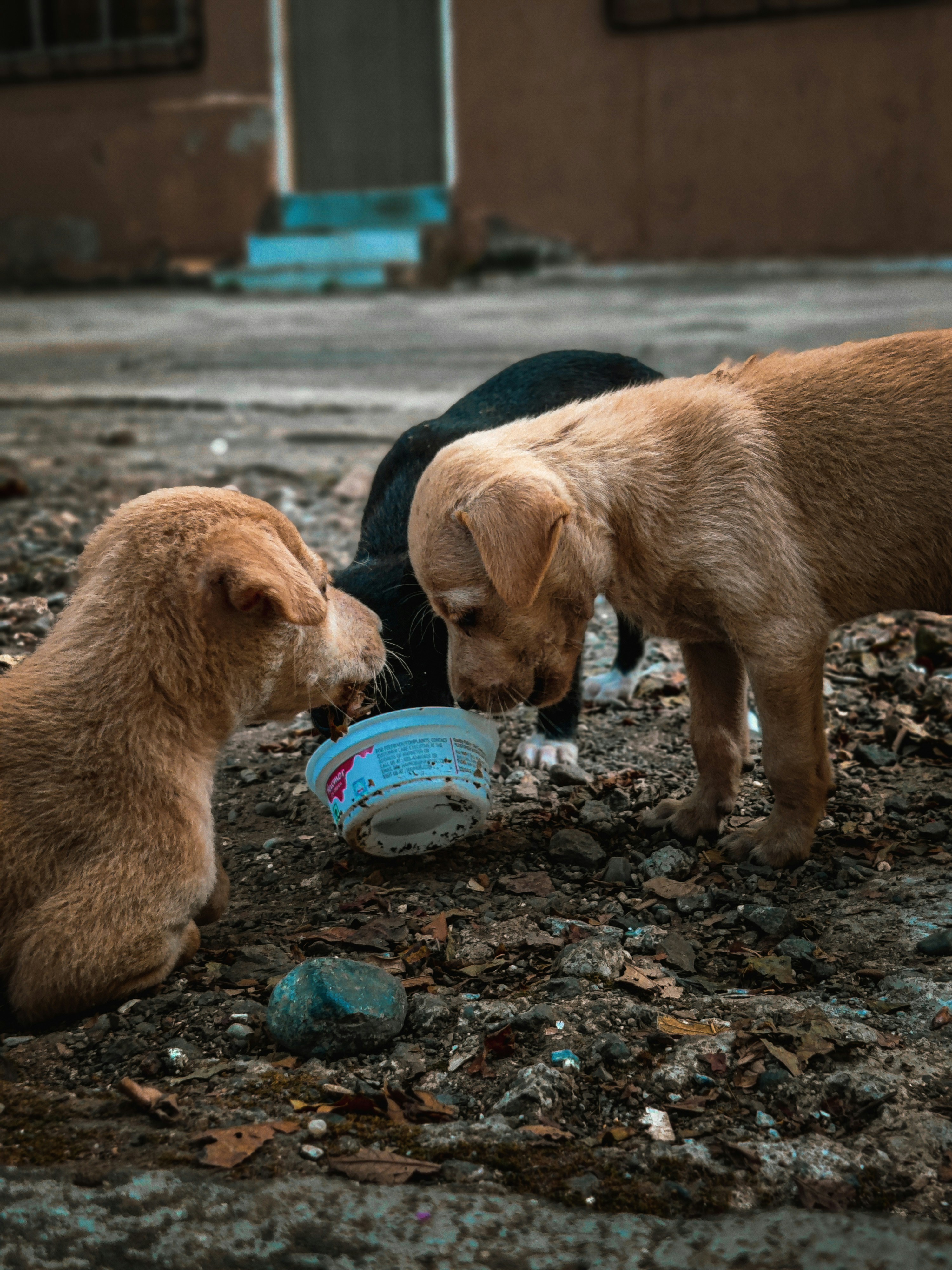 Three playful puppies gathered around a discarded food container, exploring their shared find in a rustic outdoor setting.