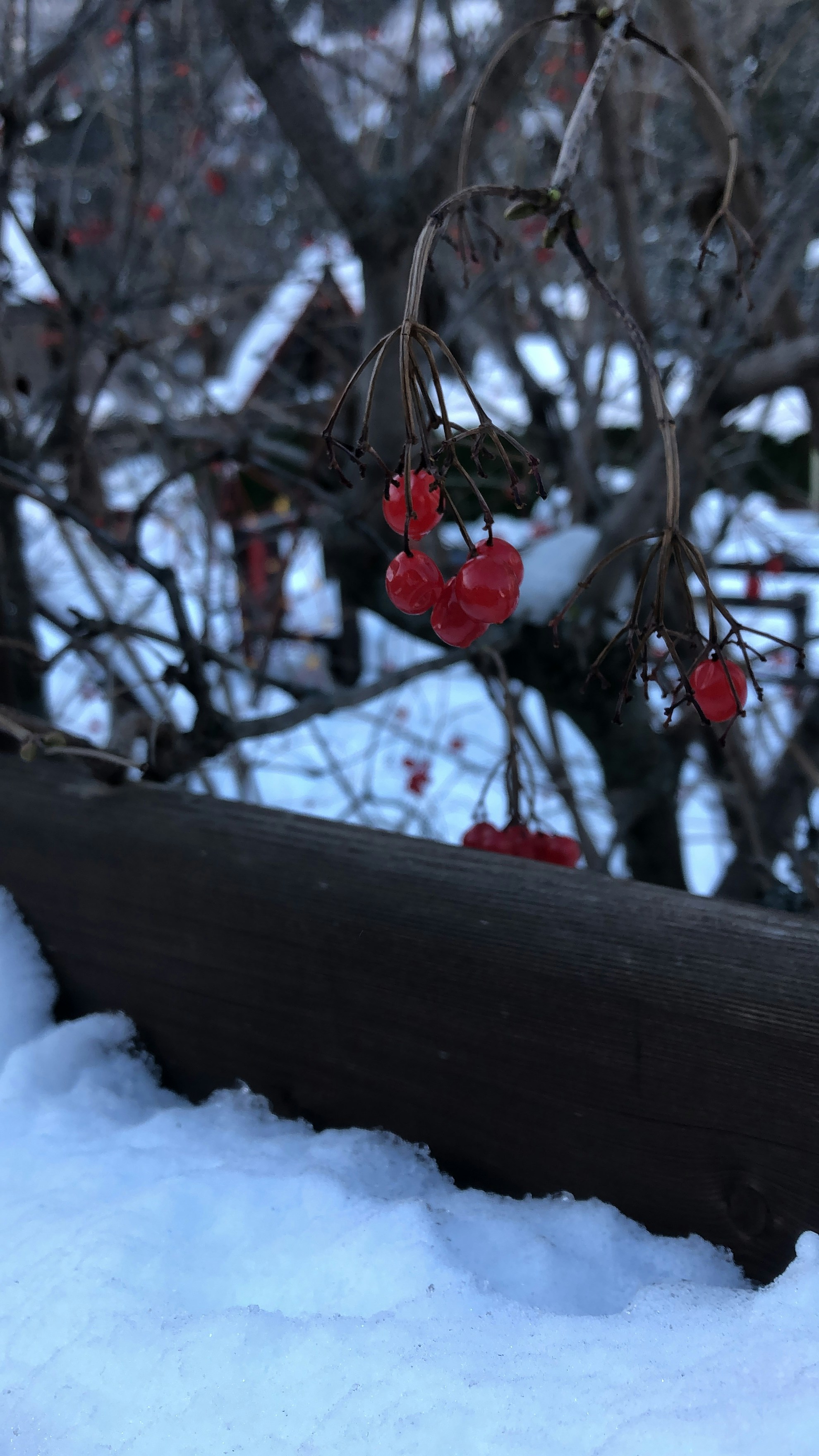 Un banc en bois recouvert de neige à côté d’un arbre photo – Photo Ao ...