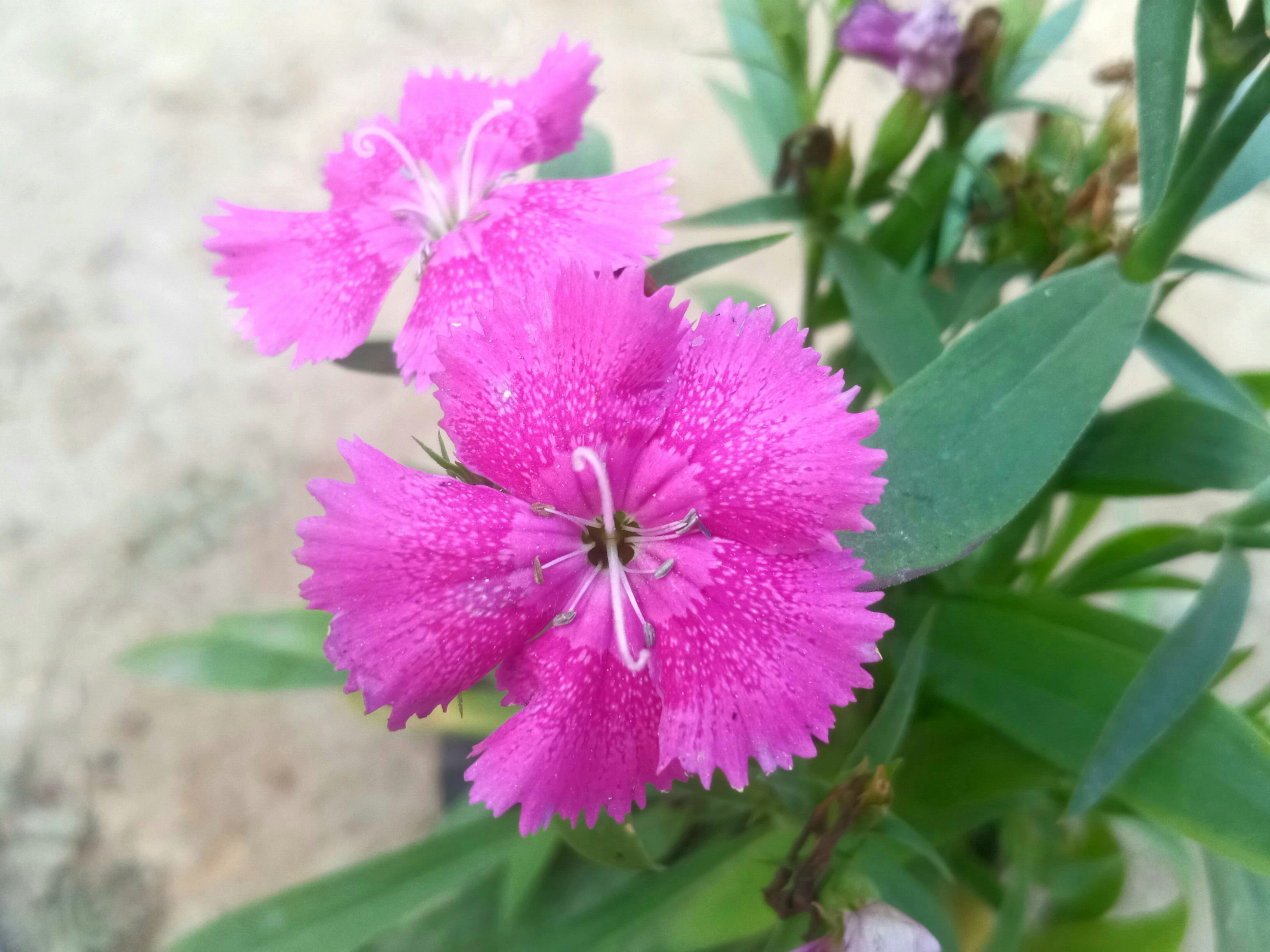 Close-up of vivid pink flowers with intricate petal textures against a blurred green backdrop.