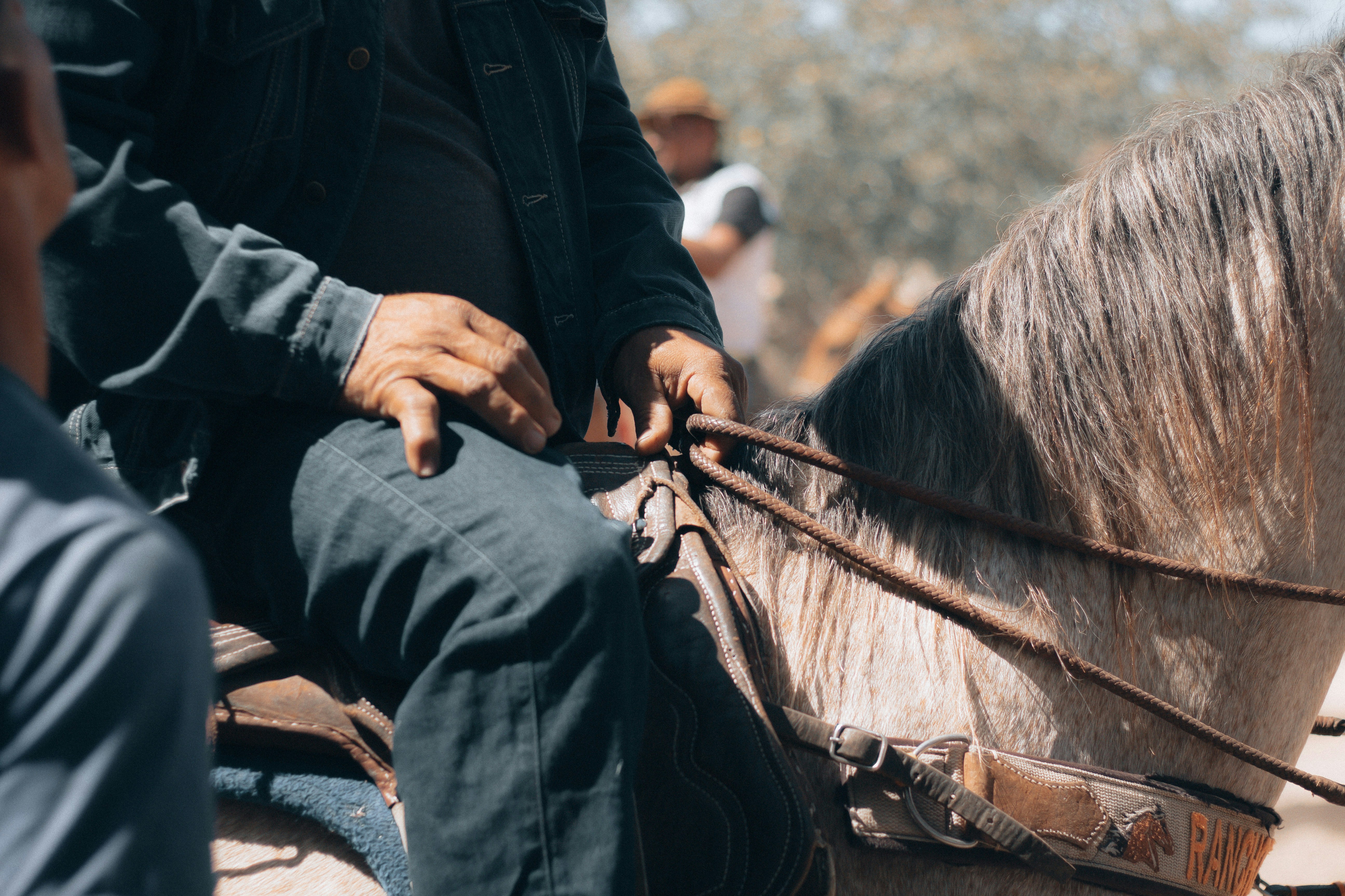 Leather Reins, Quiet Momentum: A Rider's Hands on the Trail