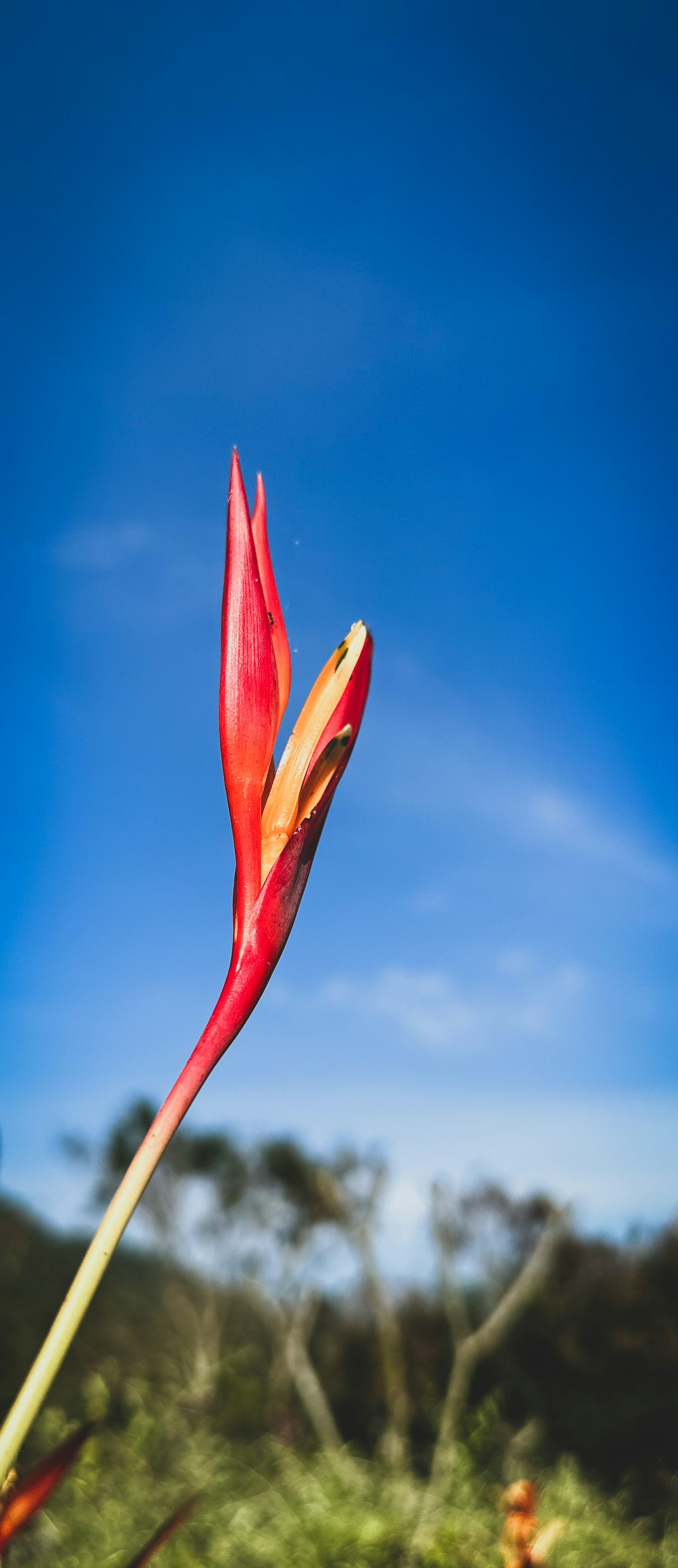 Crimson Spike Reaching Into the Cerulean Sky